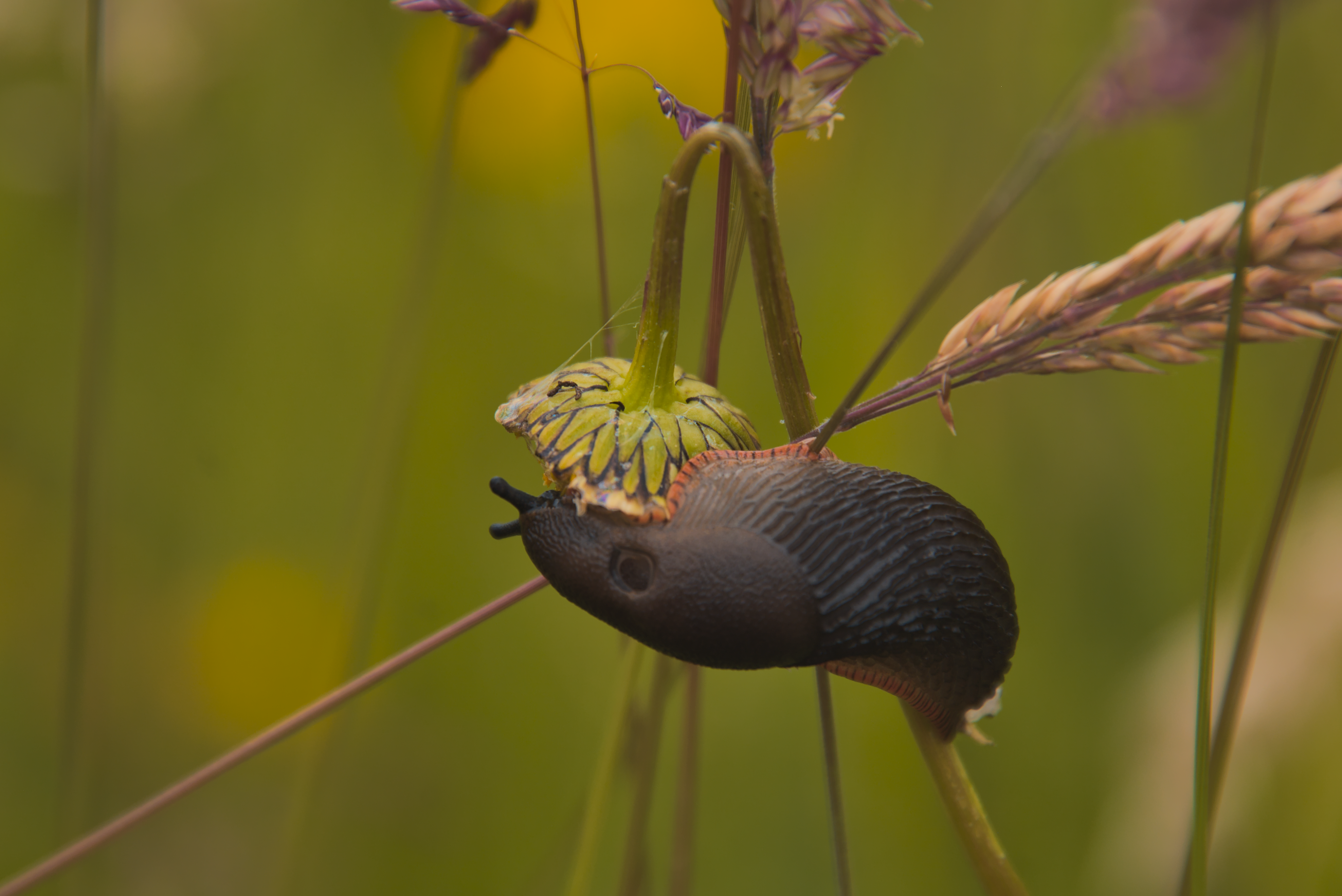 Close-up of a Black Slug on a Grass Stem · Free Stock Photo