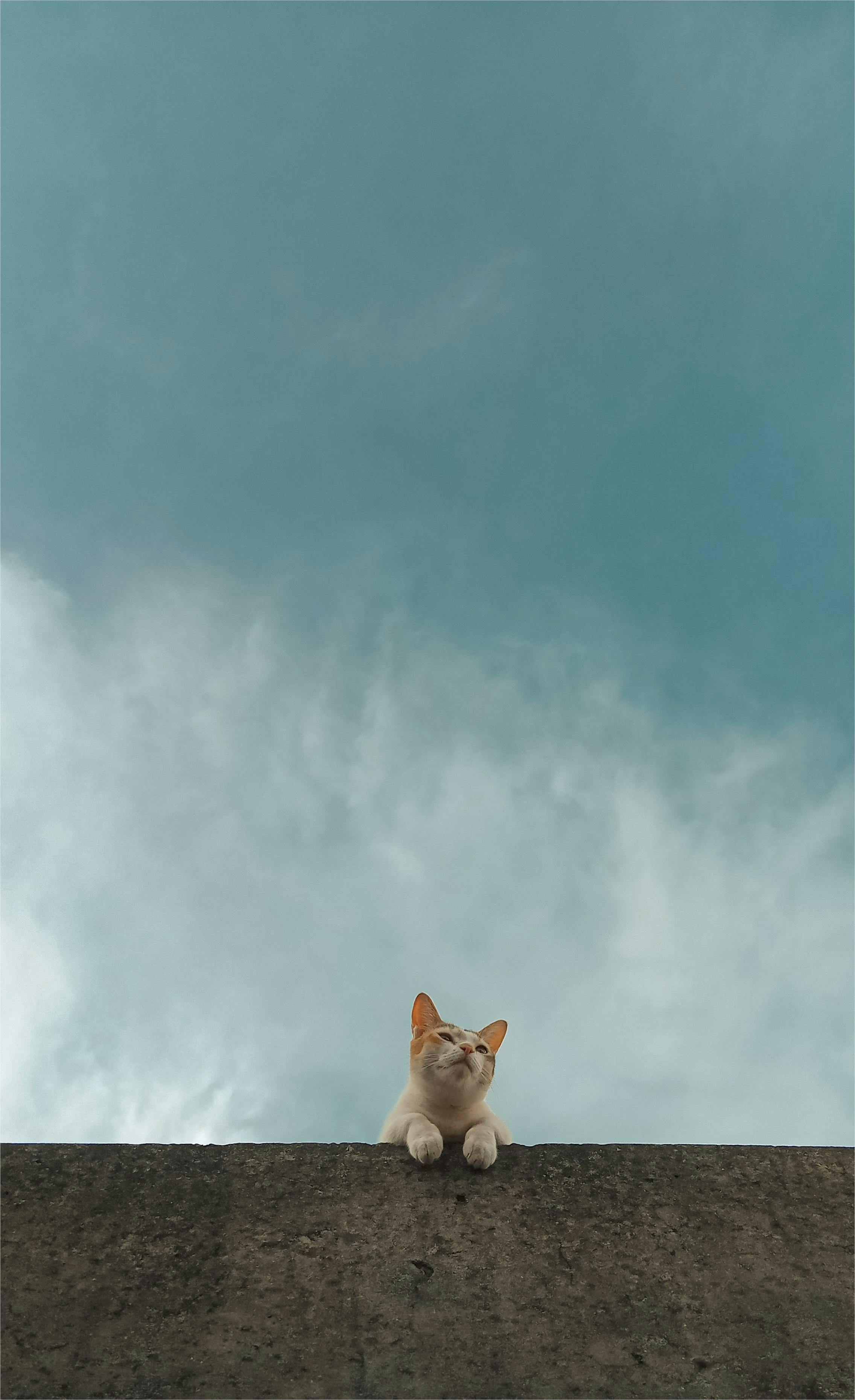 Charming Cat Peering Over Wall Against Blue Sky · Free Stock Photo