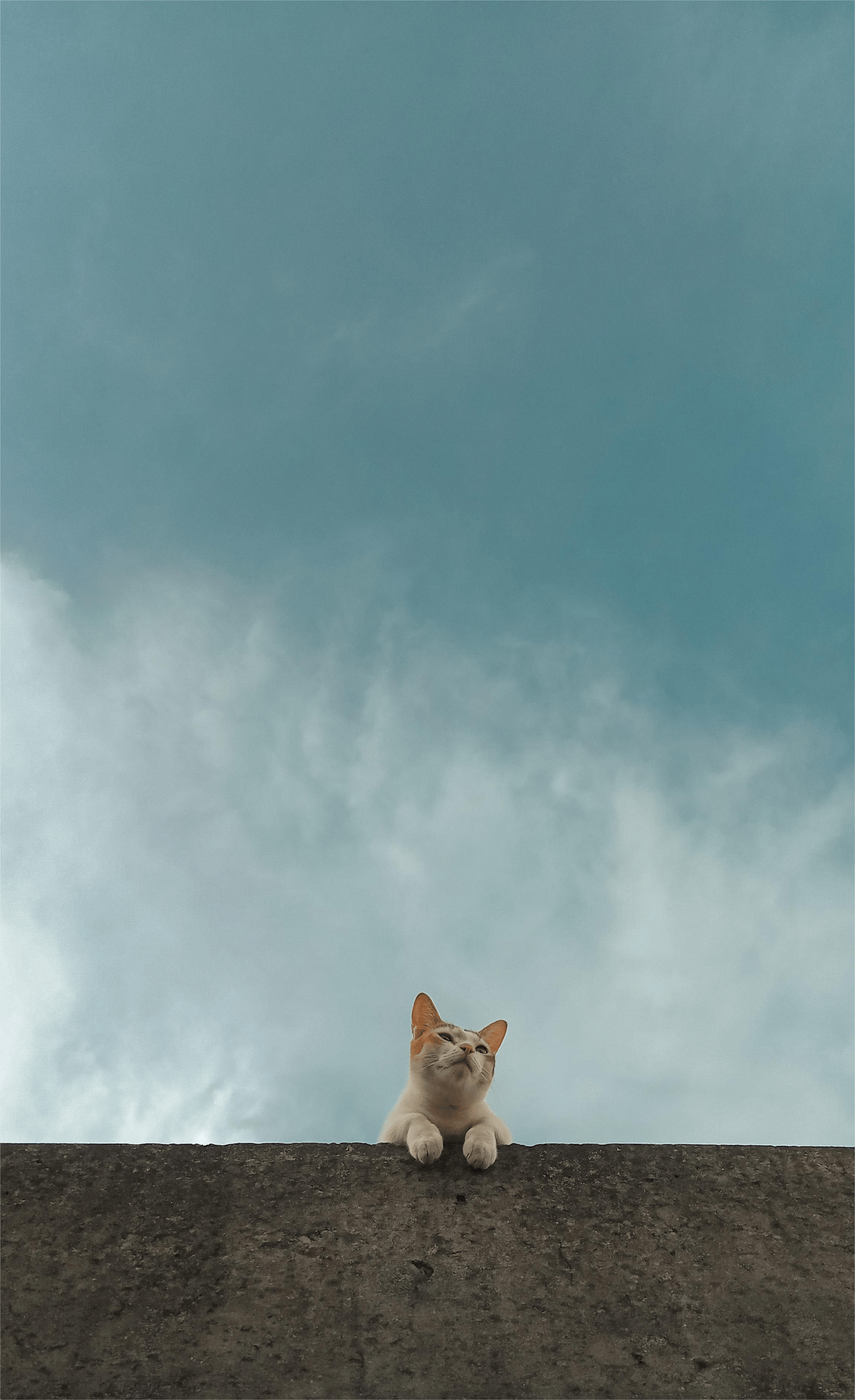 Gato Encantador Mirando Por Encima De La Pared Contra El Cielo Azul ...