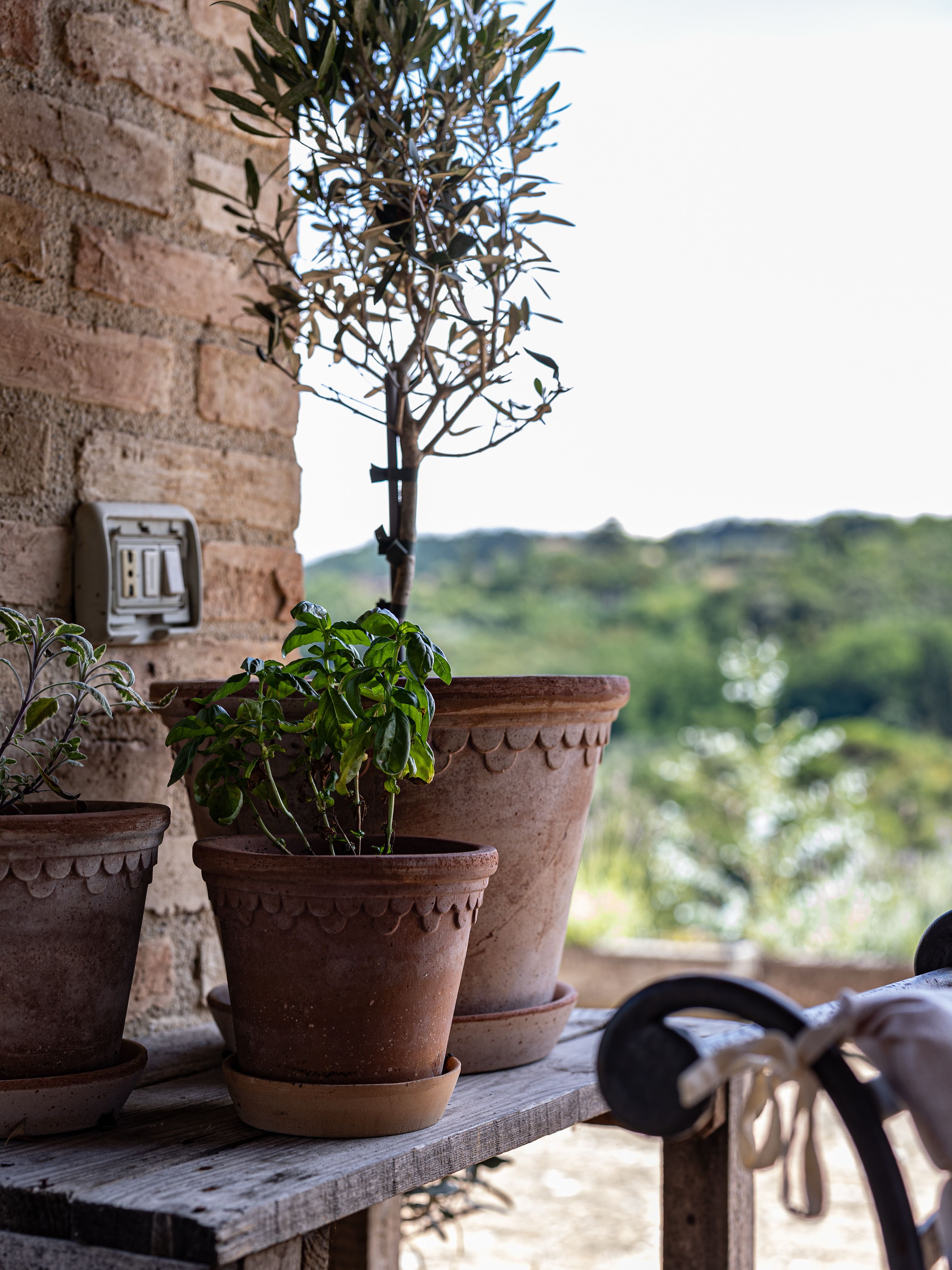 Charming Rustic Potted Plants on Wooden Shelf · Free Stock Photo