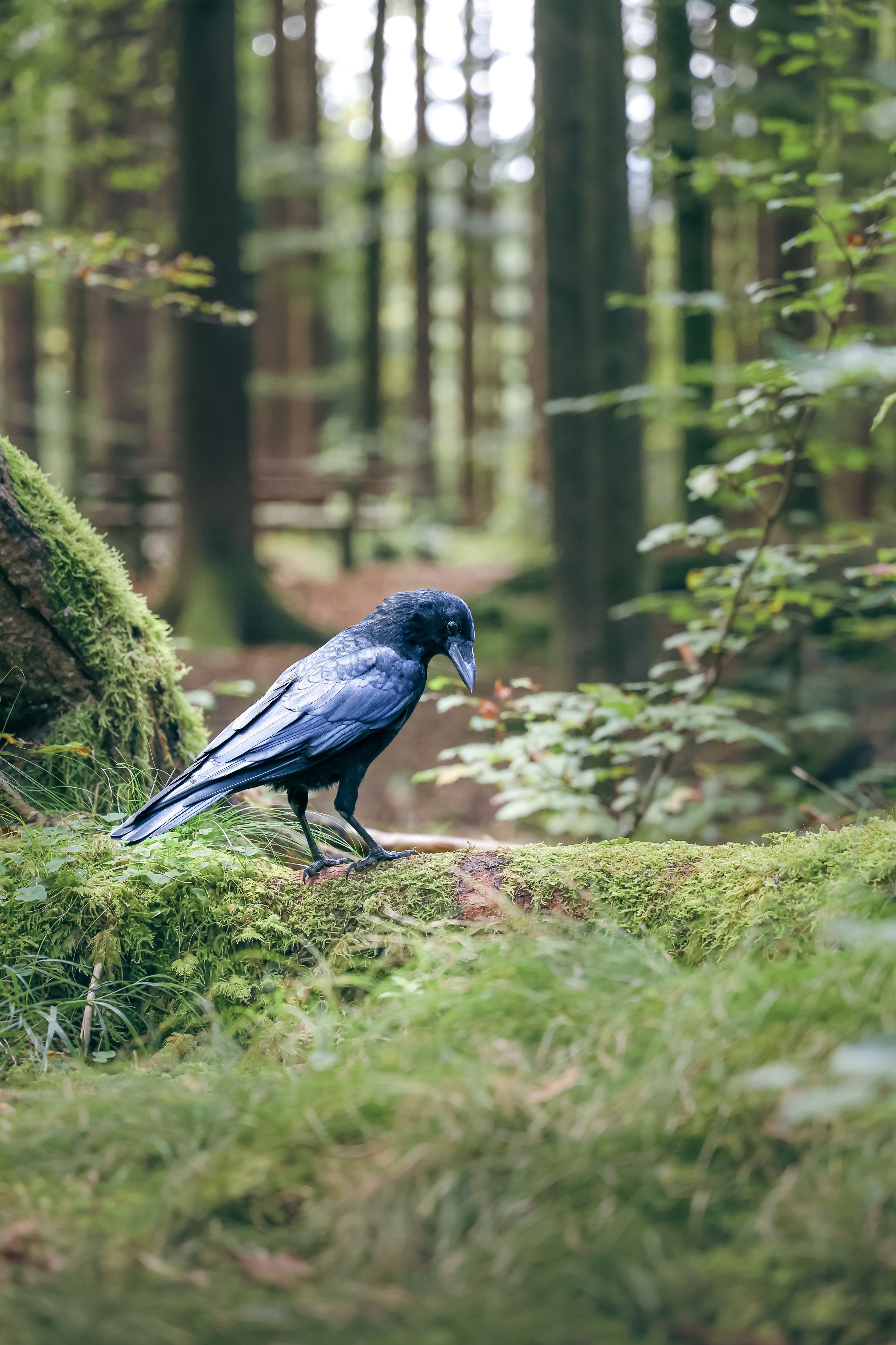 Eurasian Crow in Fischen im Allgäu Forest · Free Stock Photo