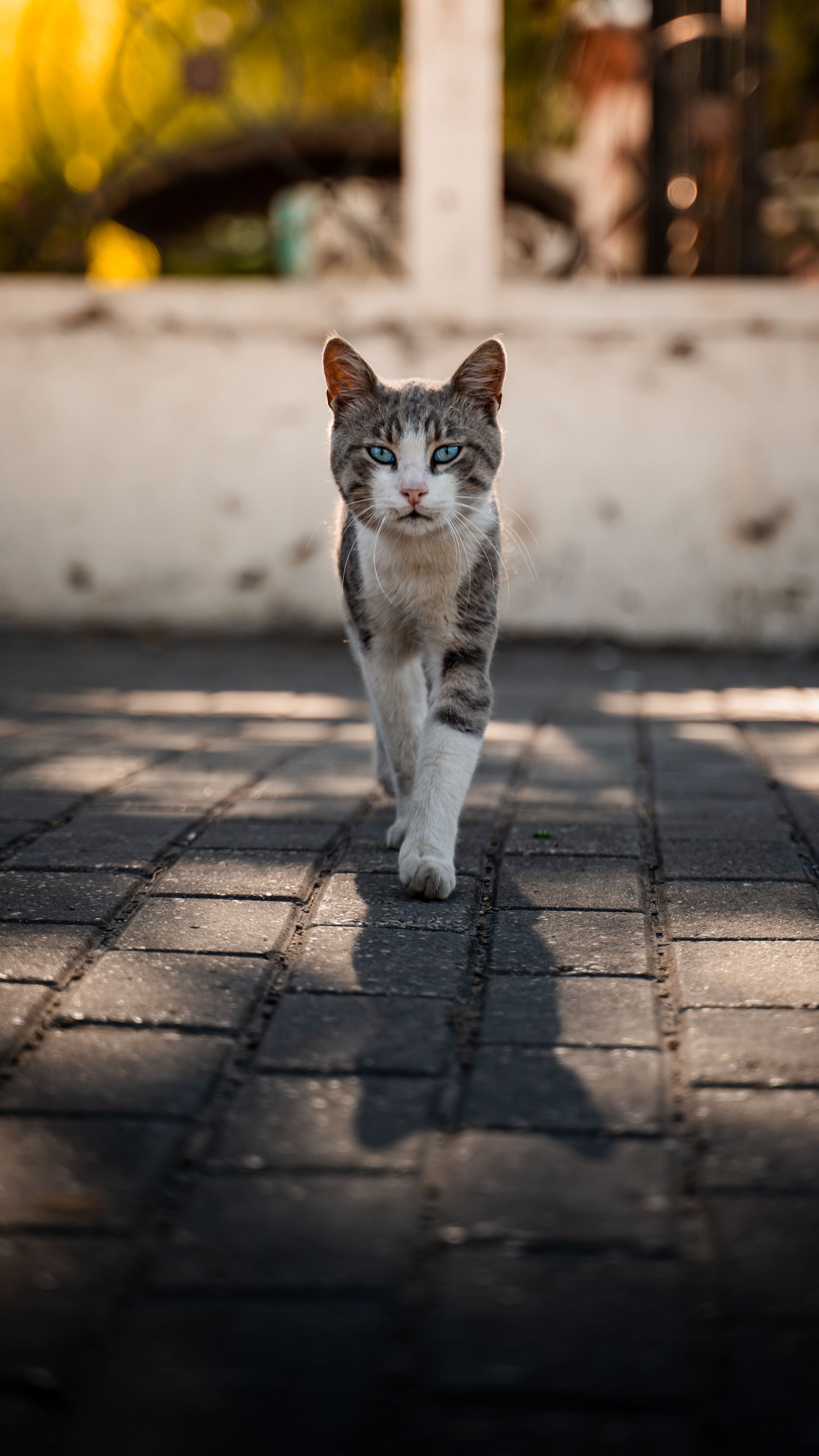 Street Cat Walking in Sunlit Alley · Free Stock Photo