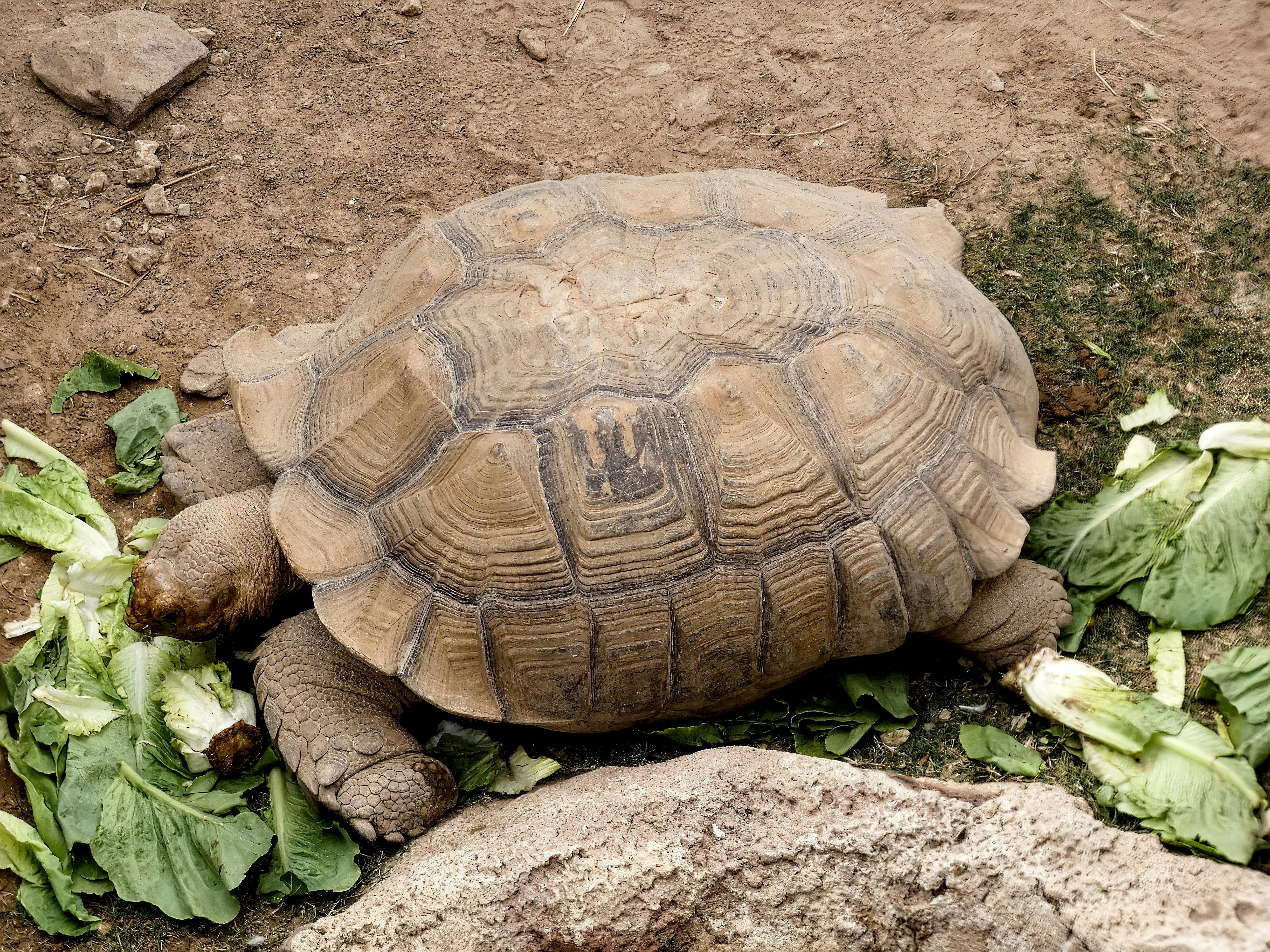 Large Tortoise Feeding on Lettuce Outdoors · Free Stock Photo