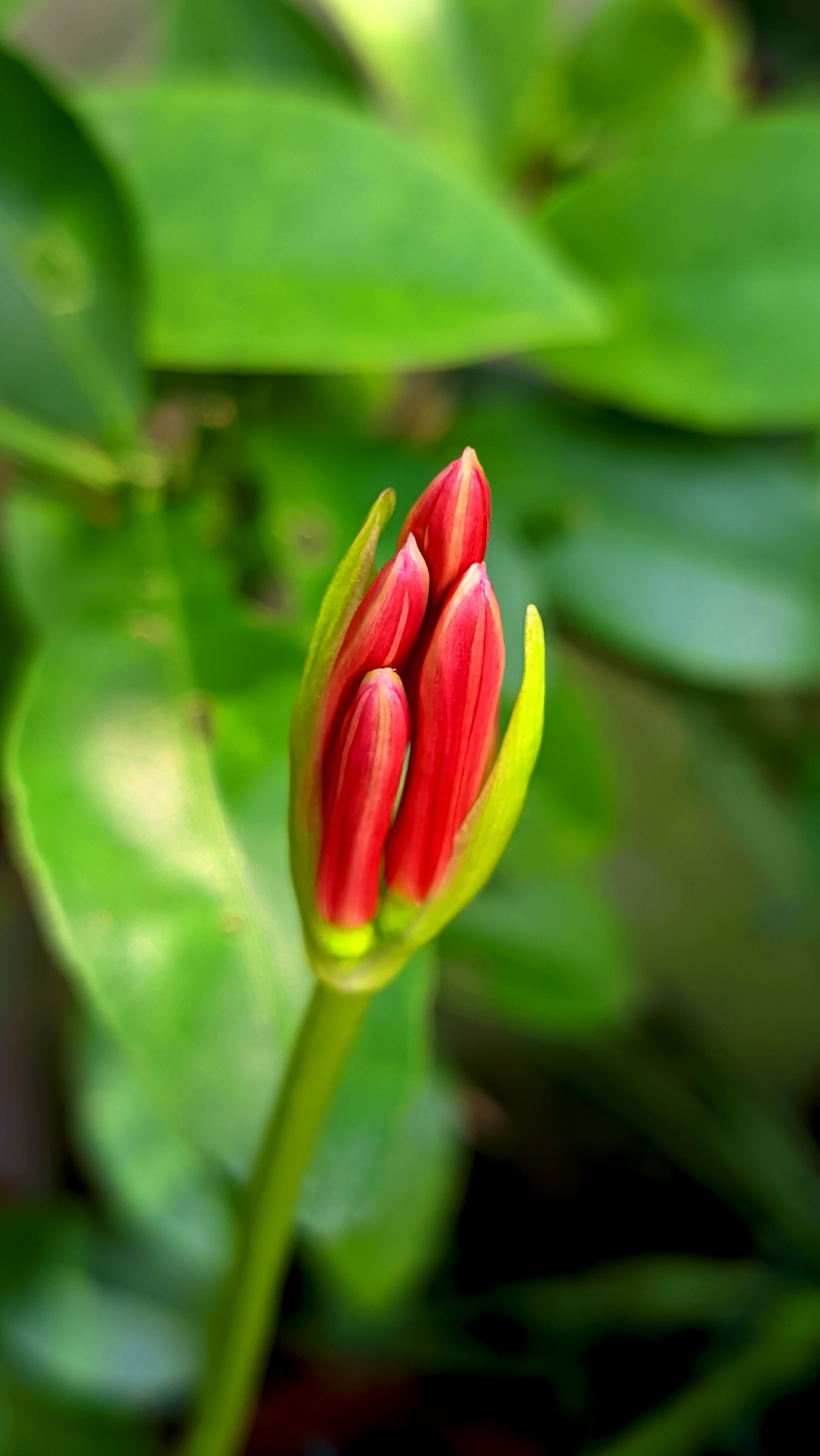 Red Lycoris Bud Against Green Foliage · Free Stock Photo