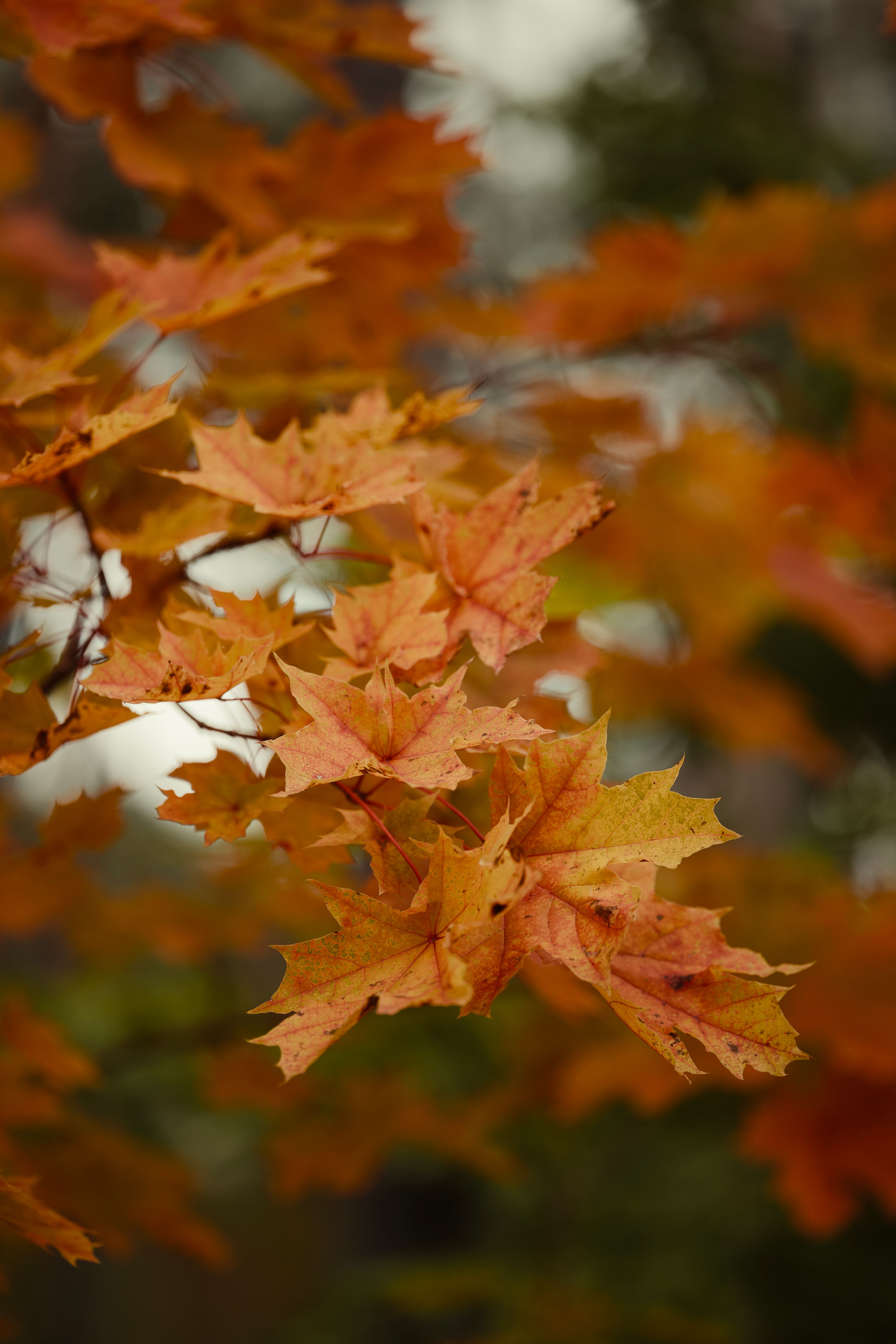 Vibrant Autumn Maple Leaves in Soft Focus · Free Stock Photo