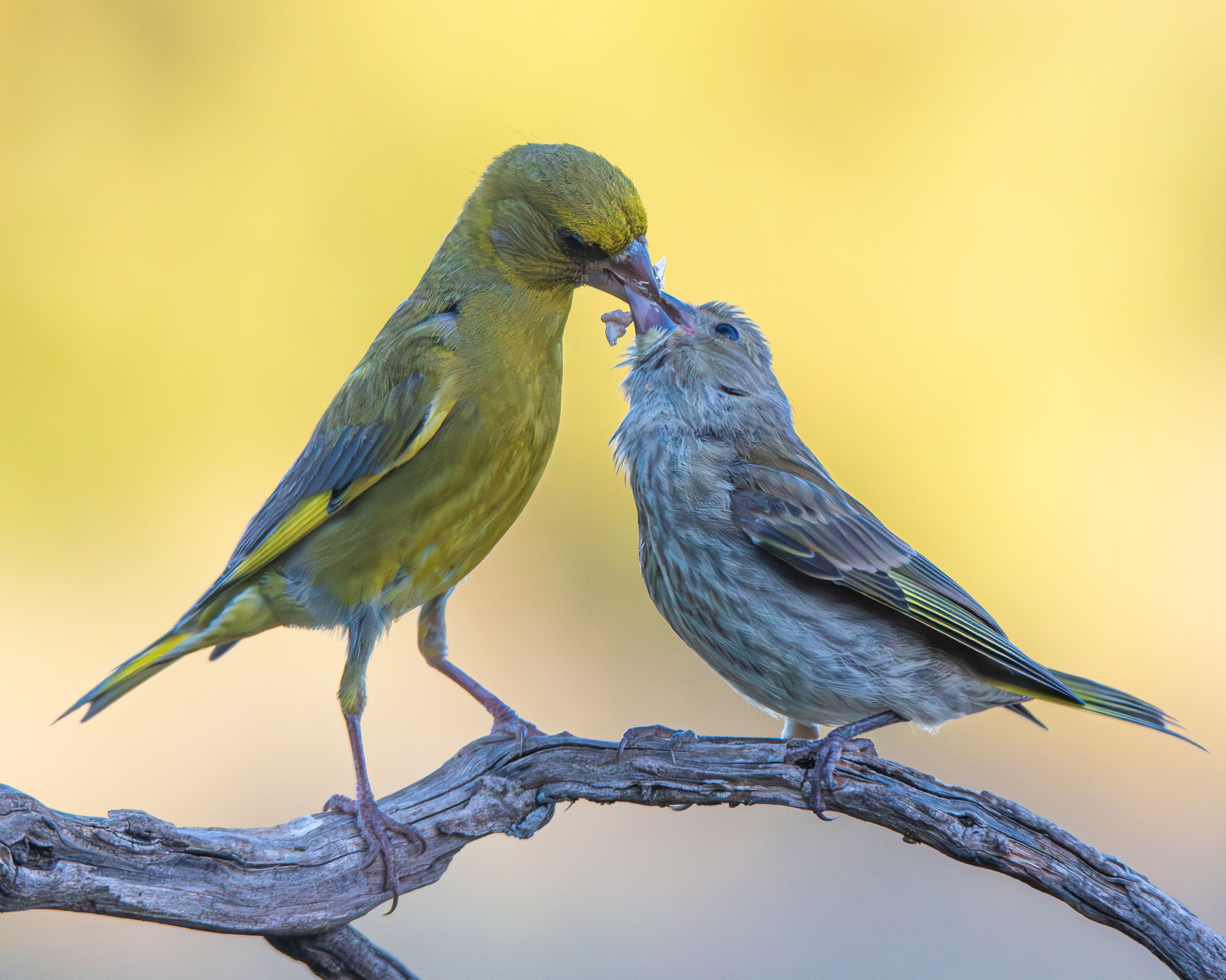 Parent Bird Feeding Its Chick on Branch · Free Stock Photo