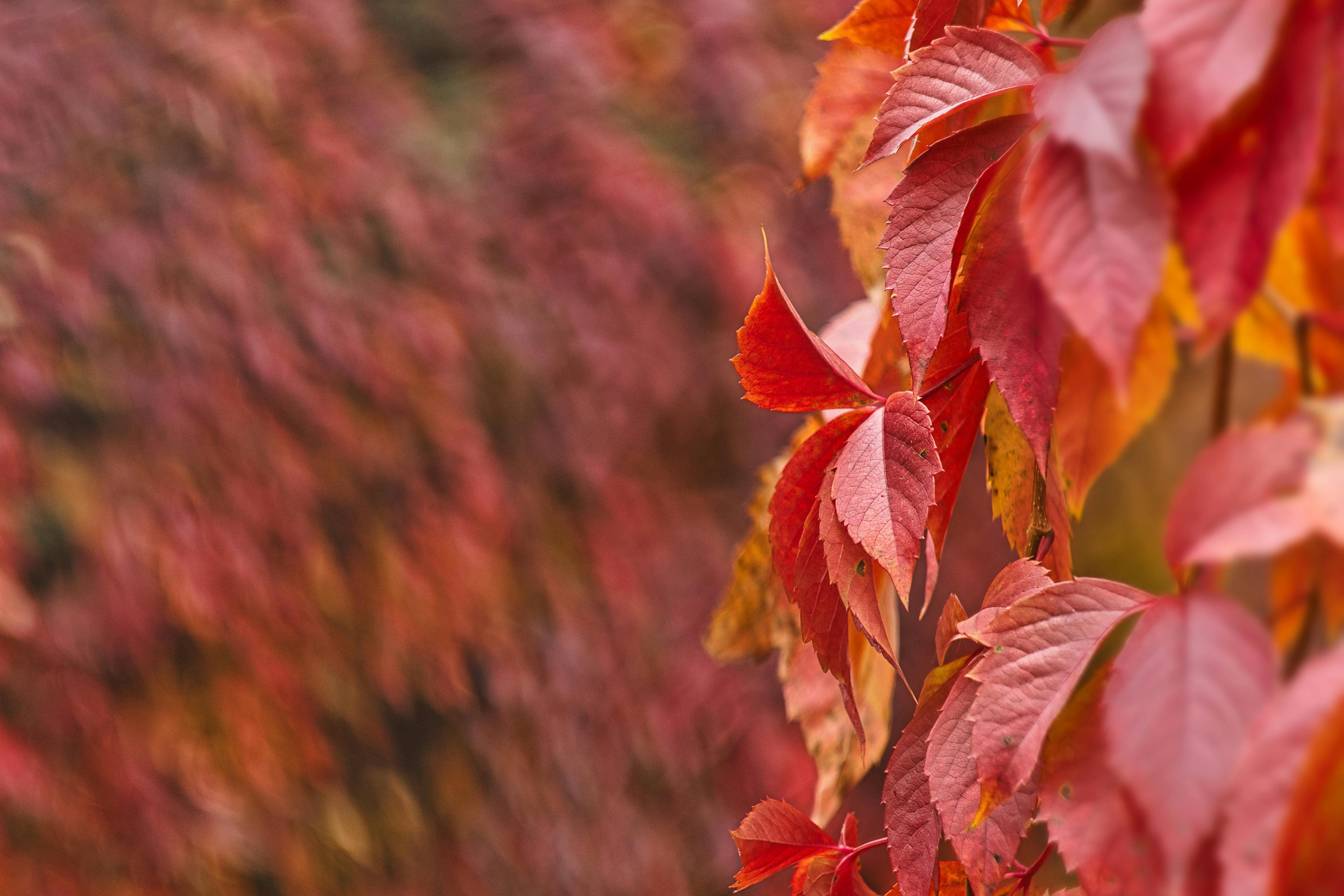 Bokeh Jepang Becil Photos, Download The BEST Free Bokeh Jepang Becil ...