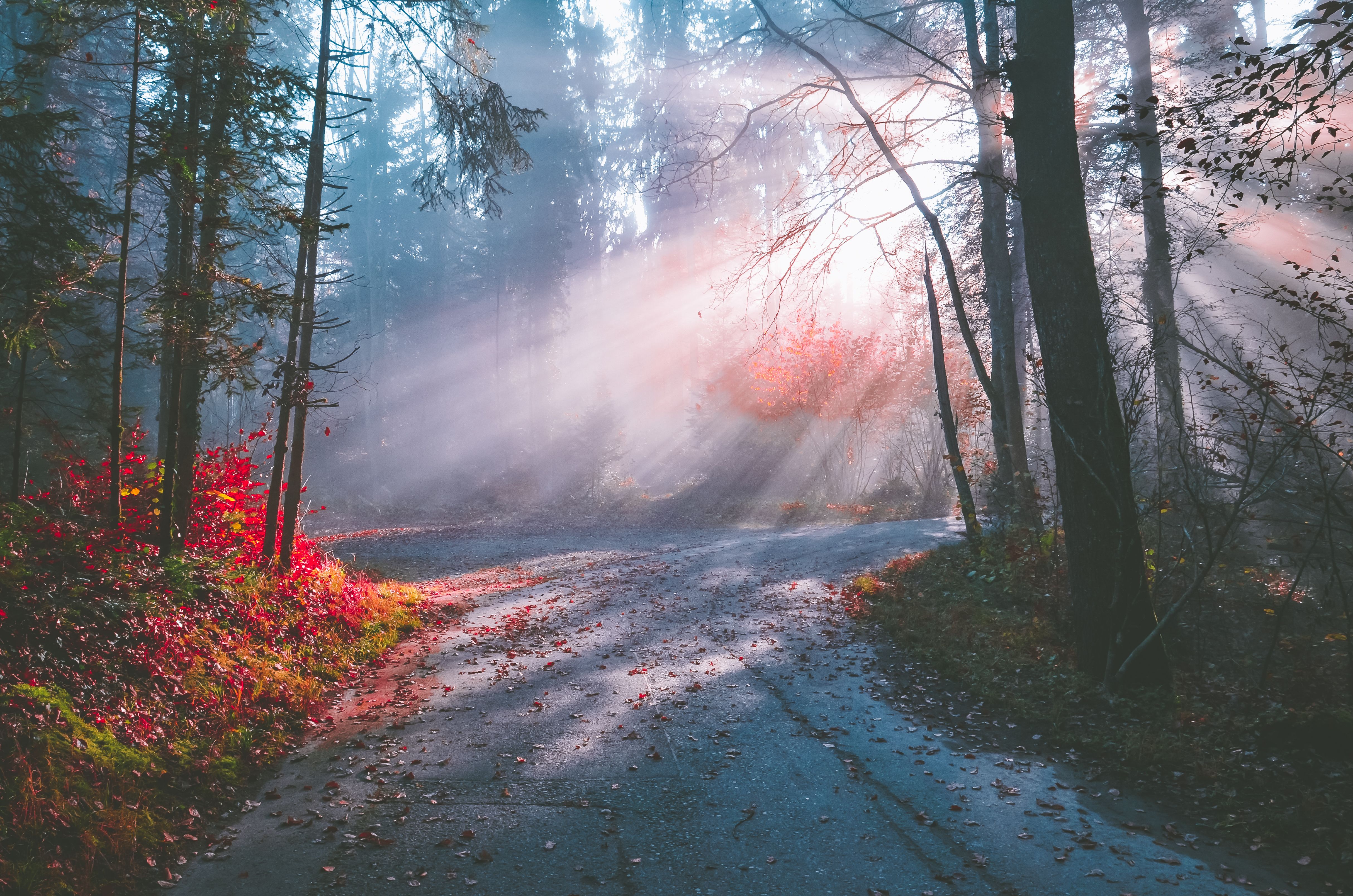 A Pathway Through Trees Photos, Download The BEST Free A Pathway ...