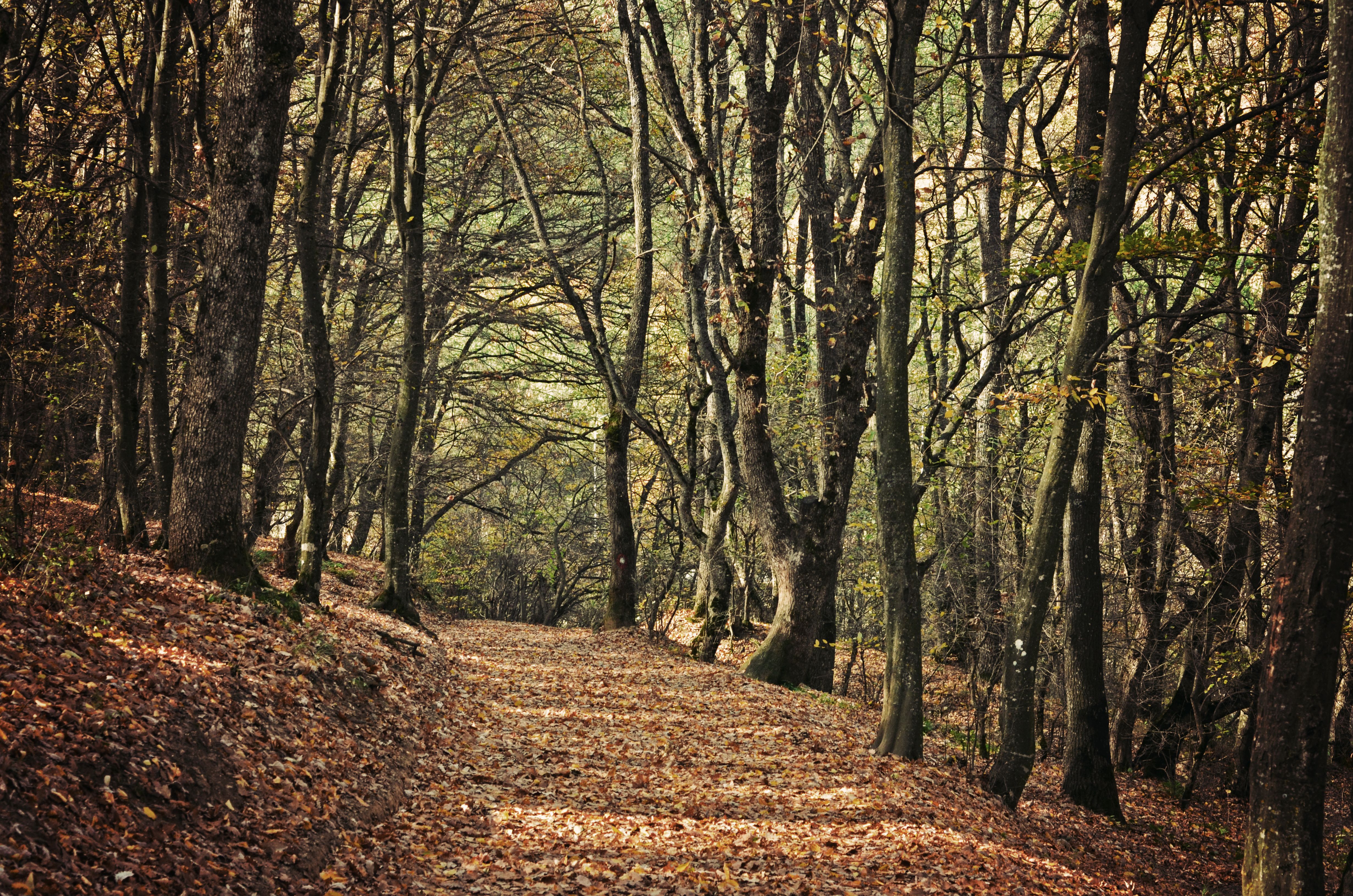 Sentiero Autunnale Nella Foresta Di Pristina · Immagine gratuita