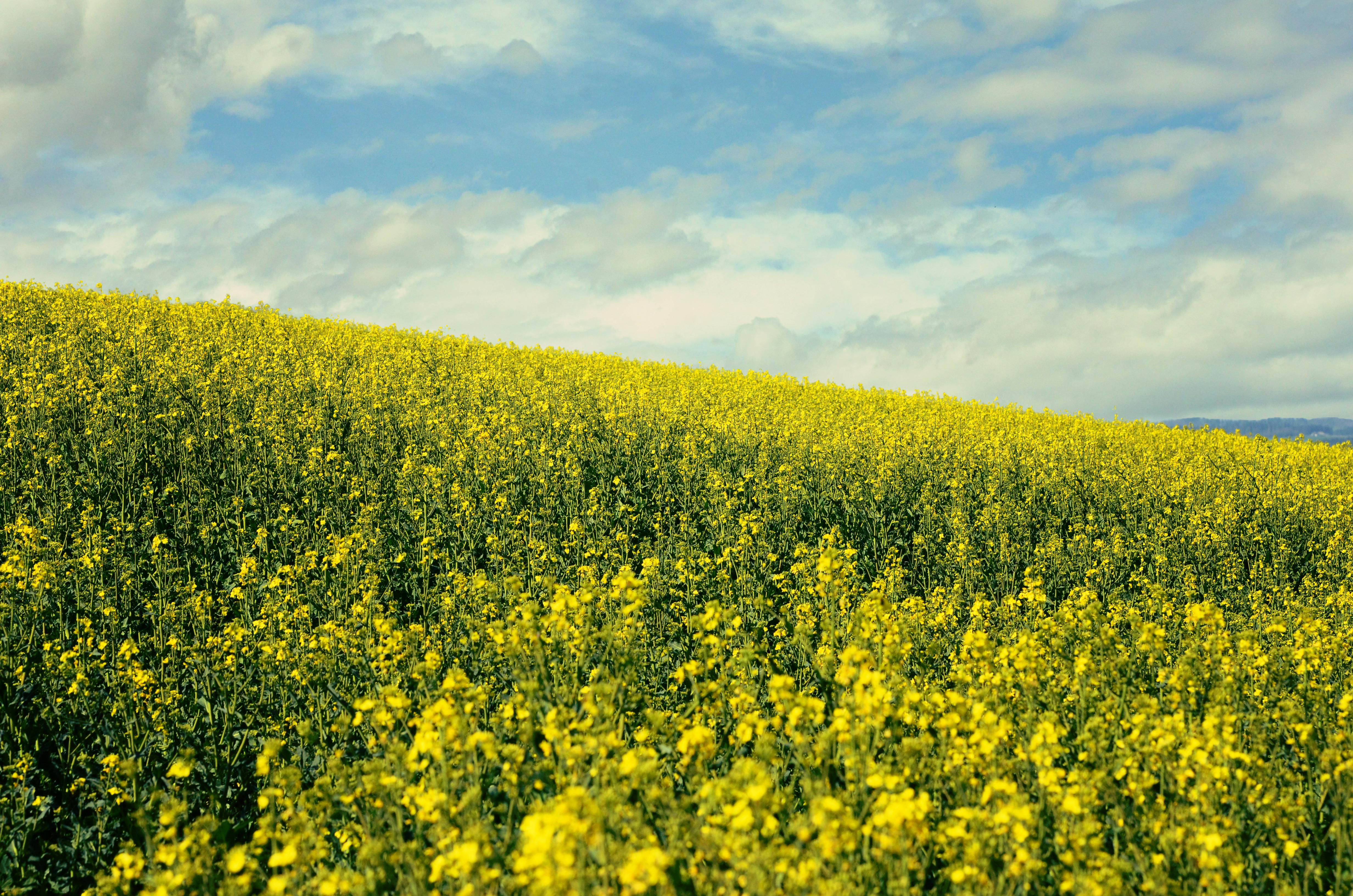 Windows 10 Rtm Wallpaper Photos, Download The BEST Free Windows 10 Rtm ...