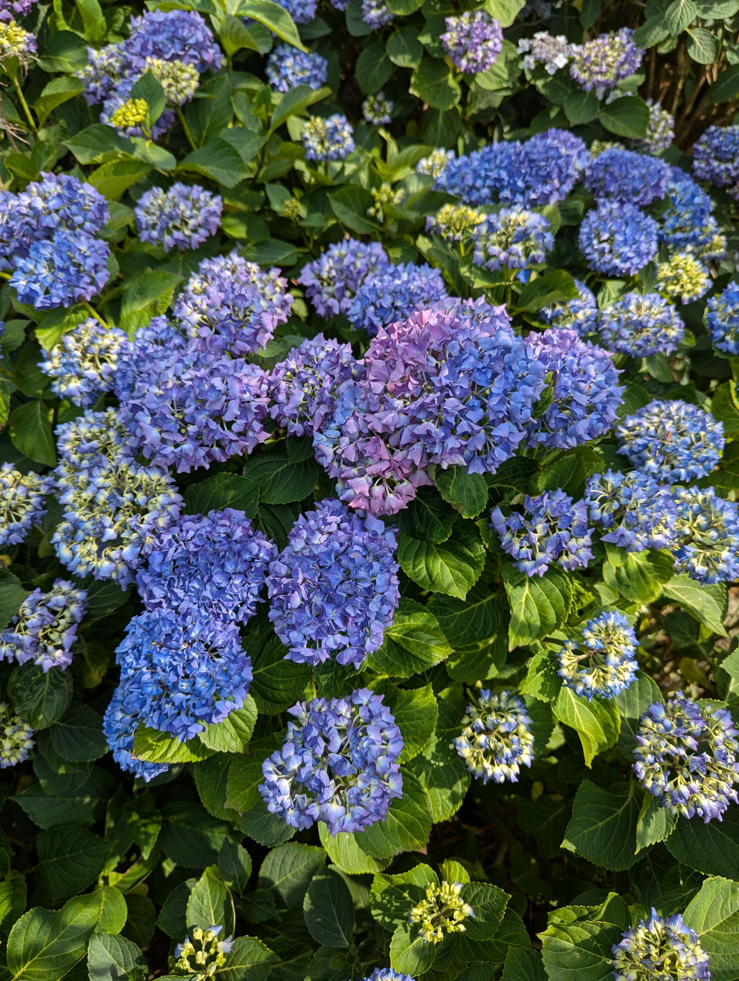Hydrangea Photos, Download The BEST Free Hydrangea Stock Photos & HD Images