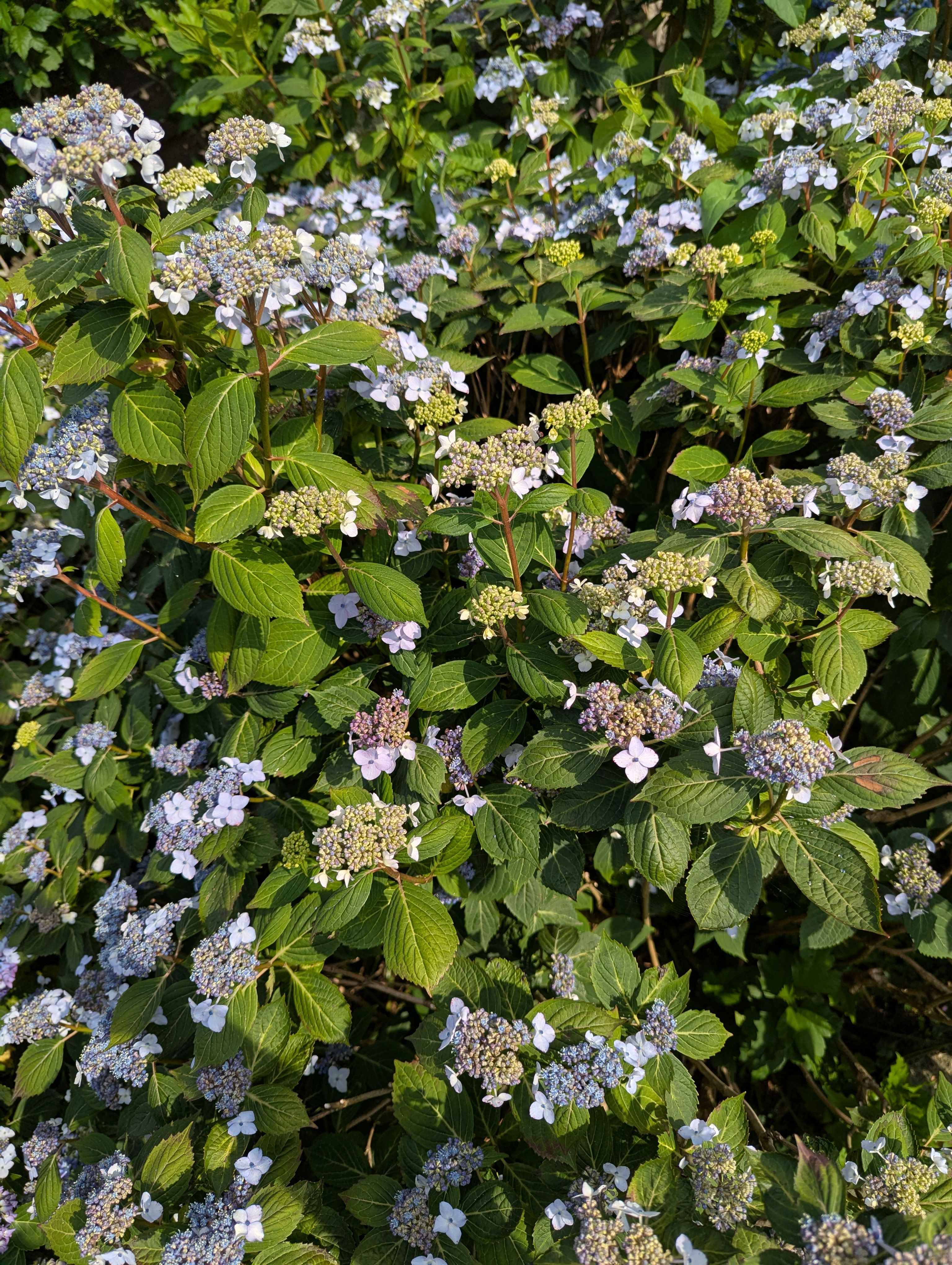 Lush Hydrangea Shrubs in Full Bloom · Free Stock Photo