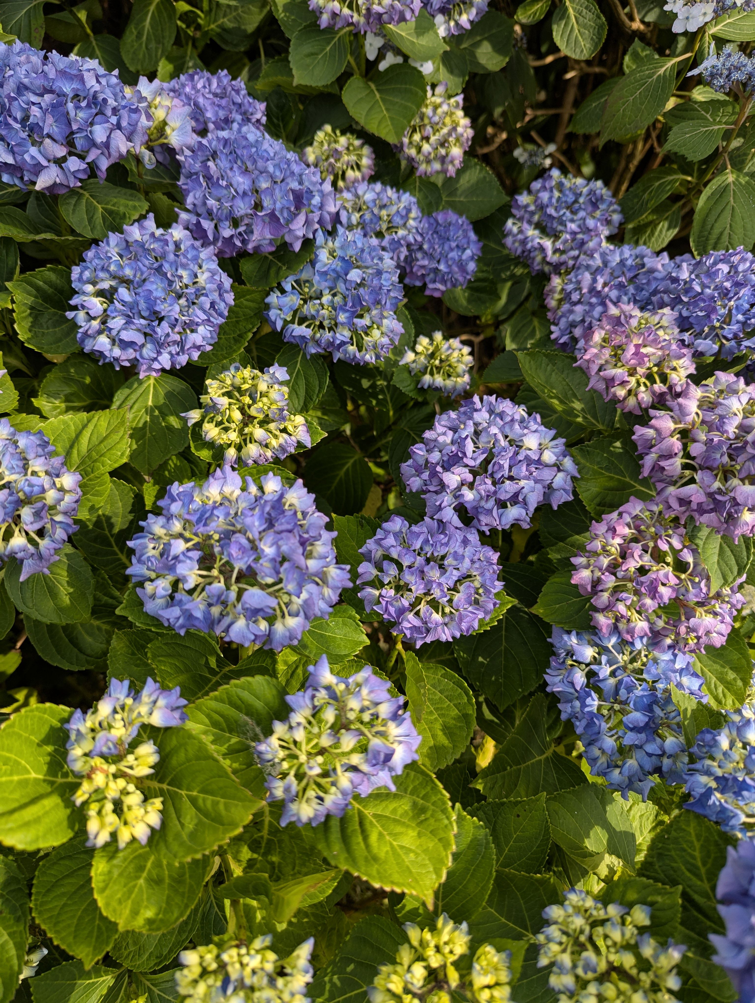 Hydrangea Photos, Download The BEST Free Hydrangea Stock Photos & HD Images