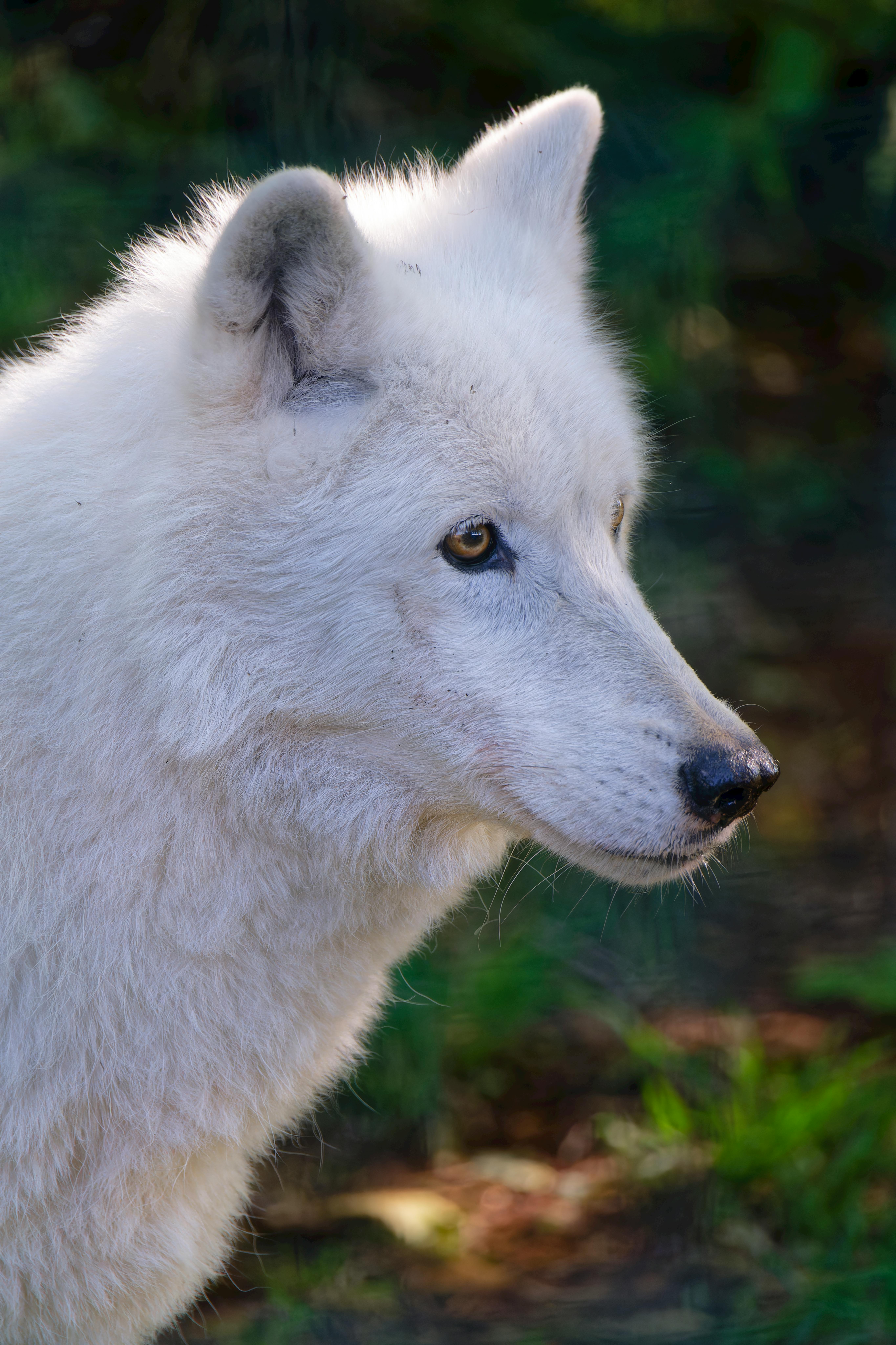 Wolf Side View Photos, Download The BEST Free Wolf Side View Stock ...