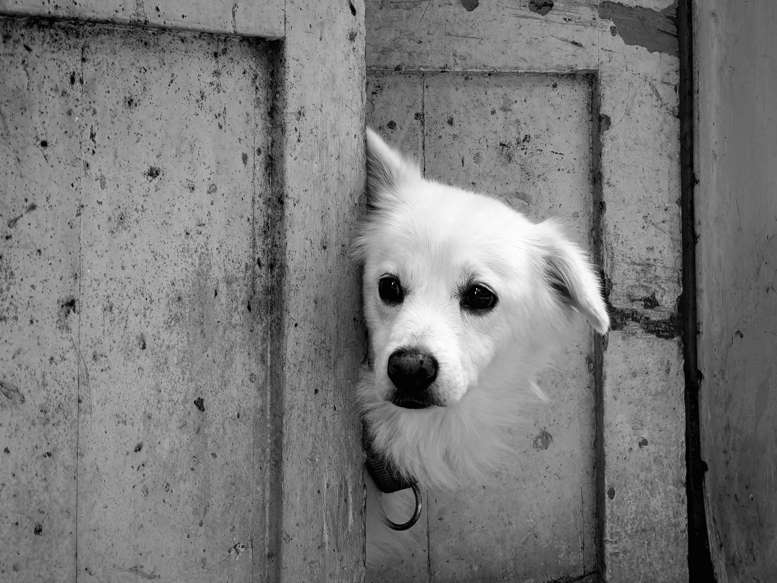 Charming Dog Peeking Through Rustic Door · Free Stock Photo
