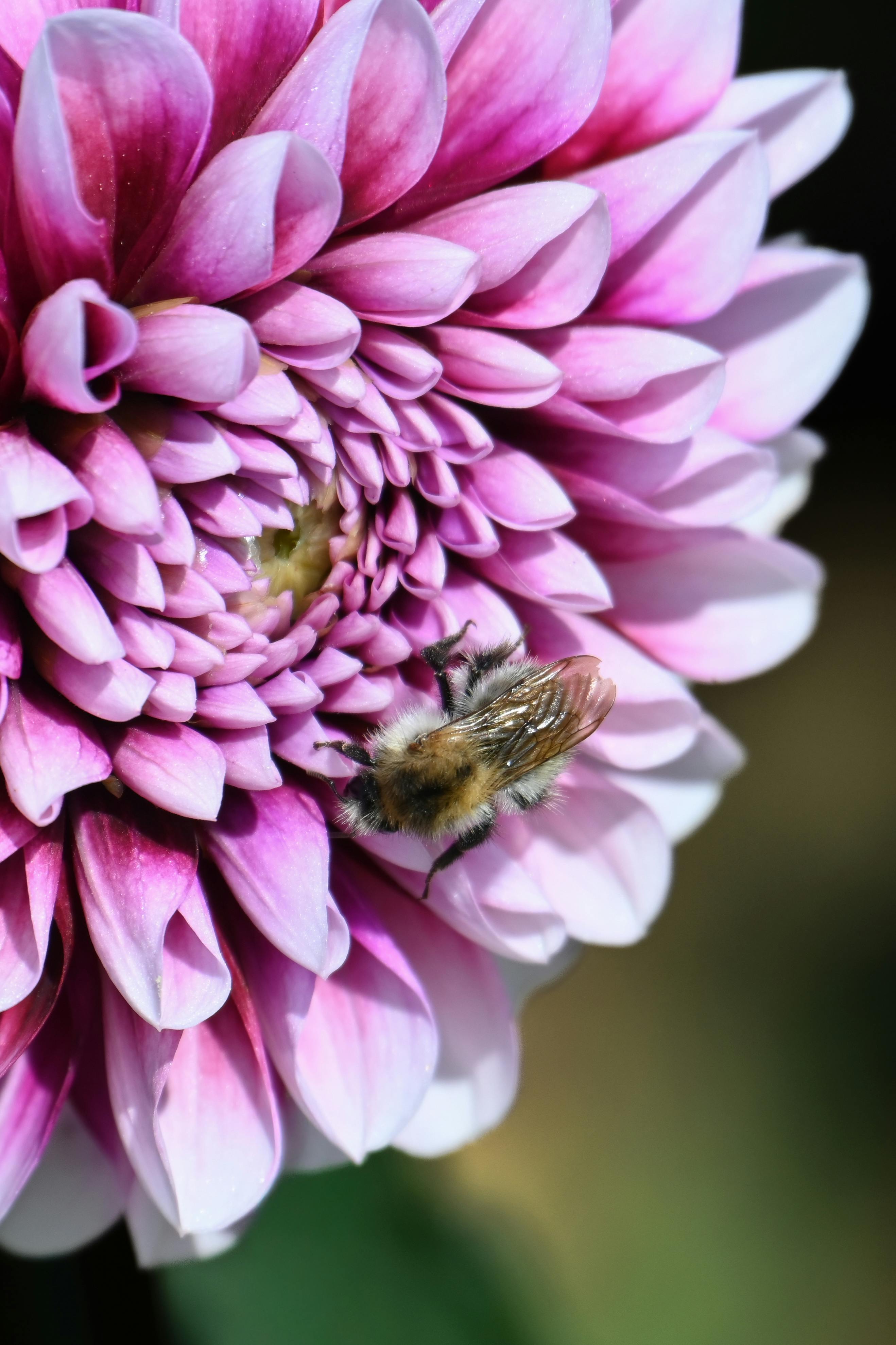 Aura Pink Wallpapers Photos, Download The BEST Free Aura Pink ...