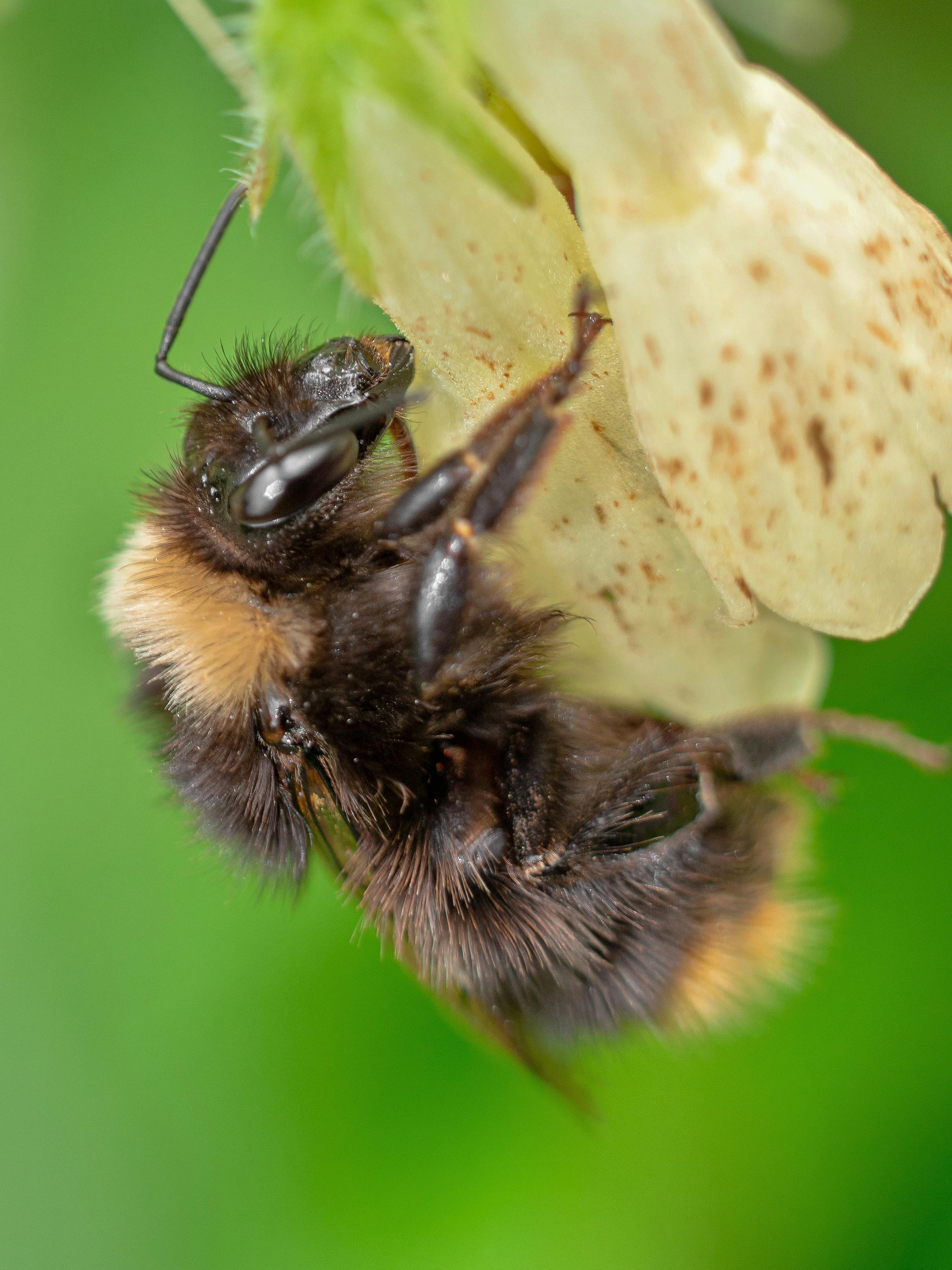 Bumble Bee Transformer Photos, Download The BEST Free Bumble Bee ...