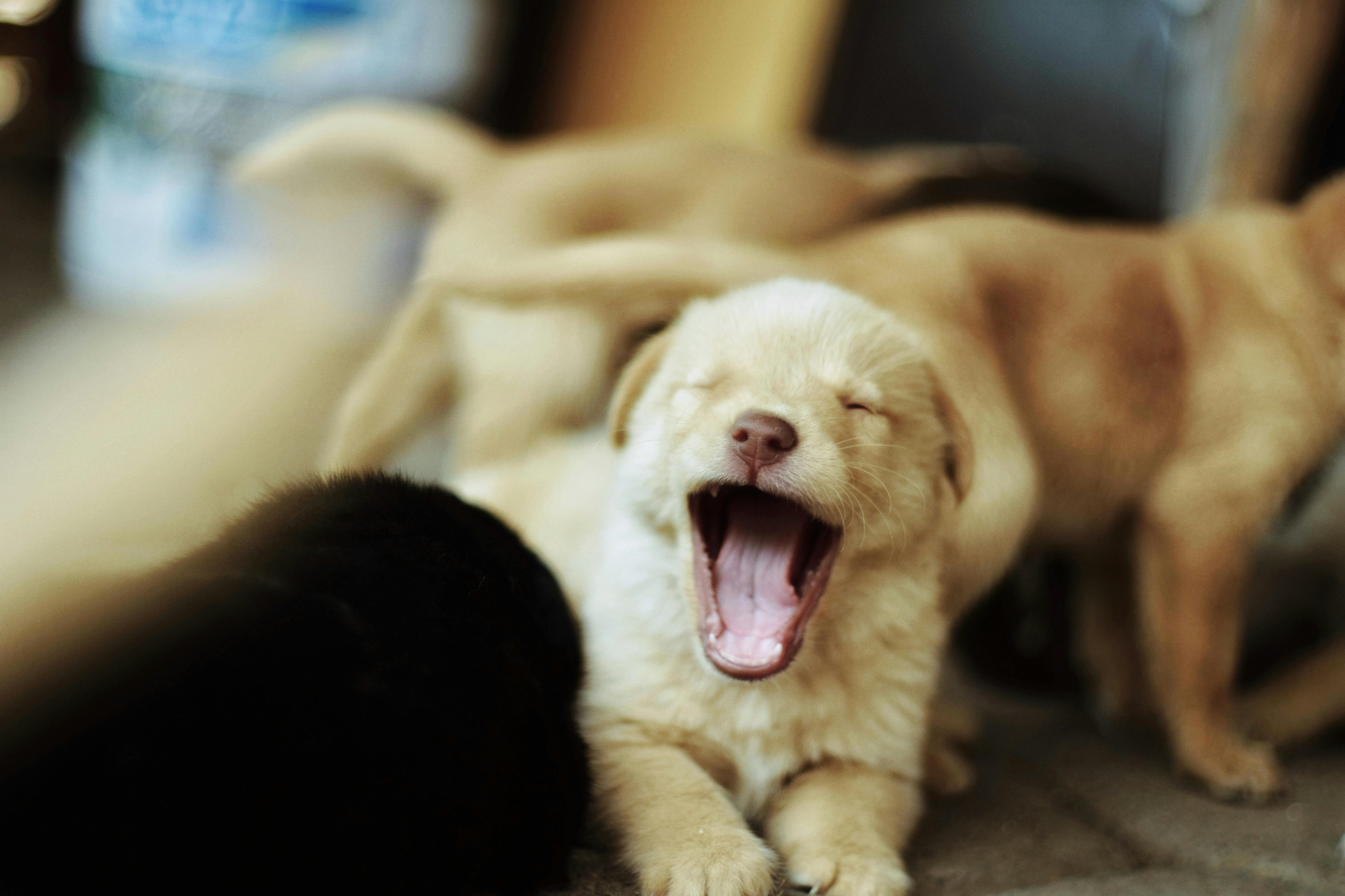 Yawn Photos, Download The BEST Free Yawn Stock Photos & HD Images