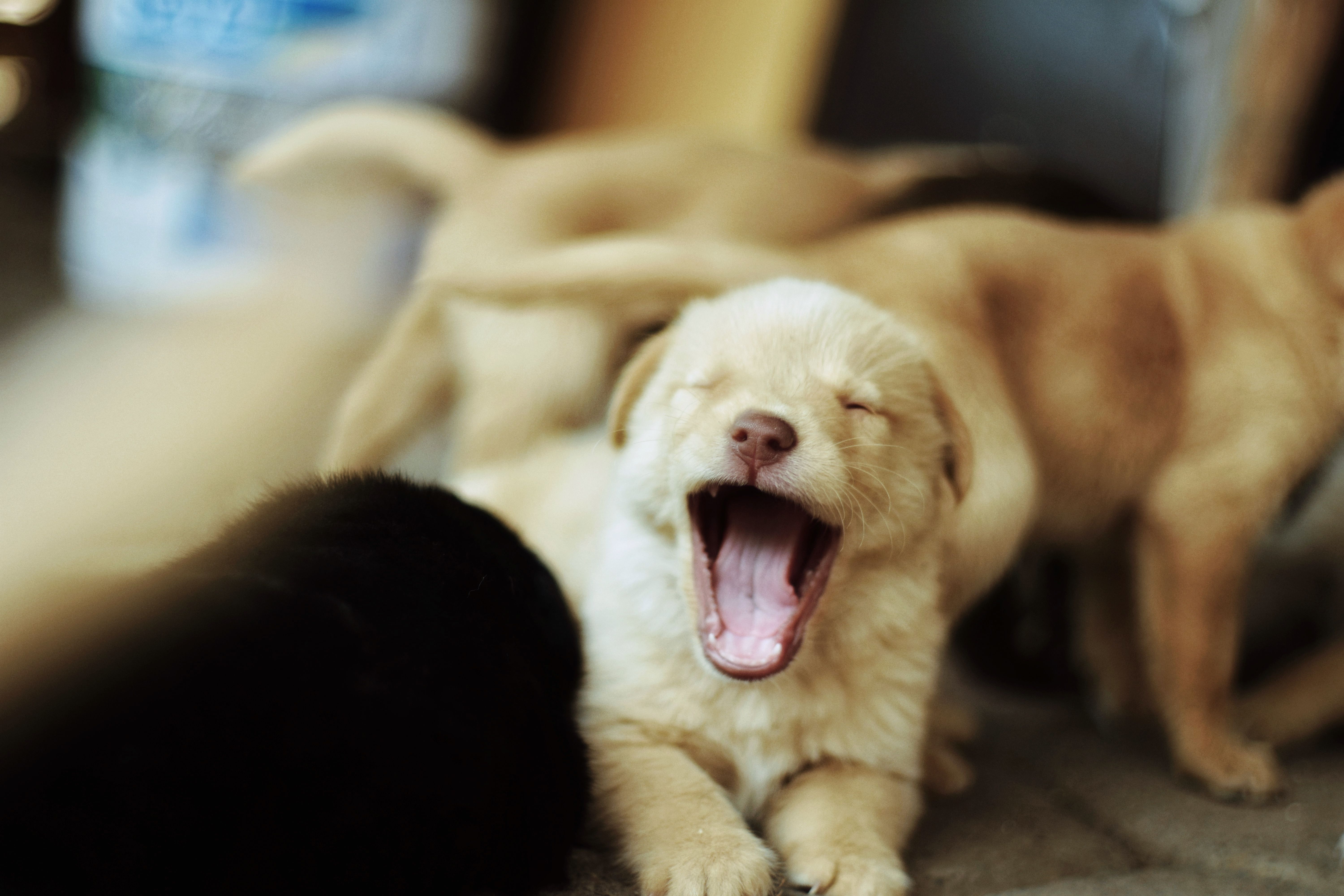 Dogs Yawn Photos, Download The BEST Free Dogs Yawn Stock Photos & HD Images