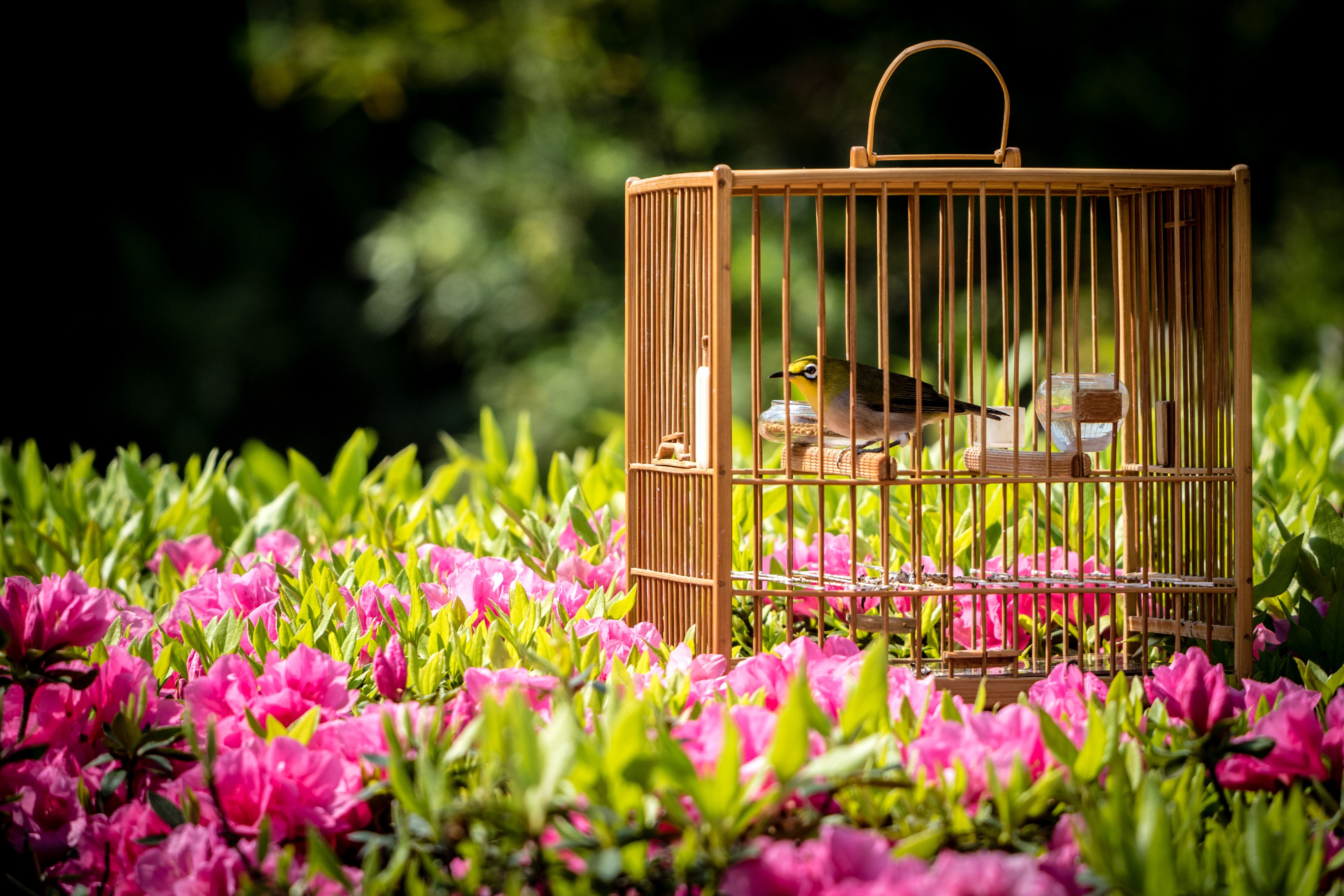 Cage Photos, Download The BEST Free Cage Stock Photos & HD Images