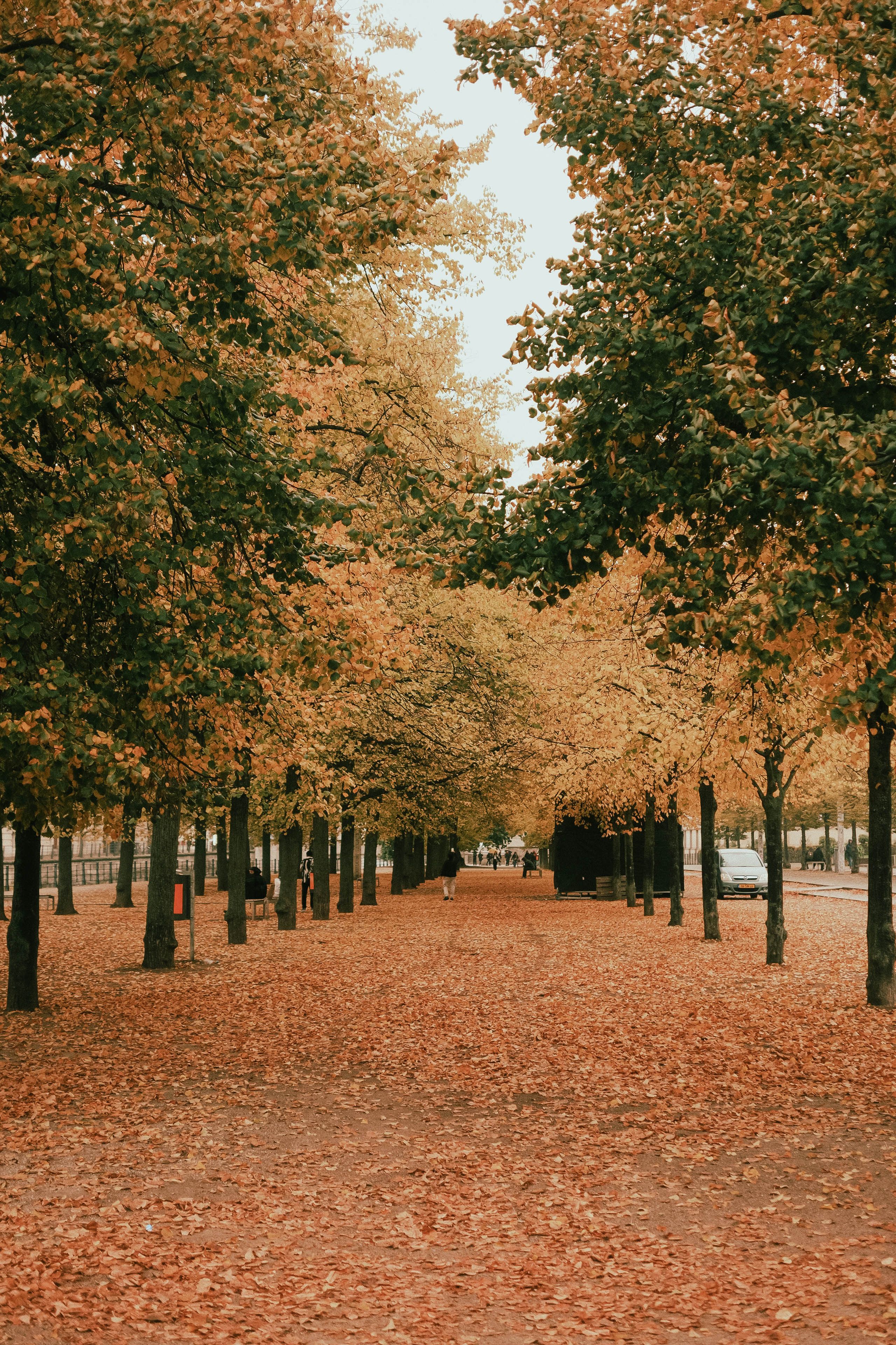 Autumn Pathway in Berlin's Urban Park · Free Stock Photo
