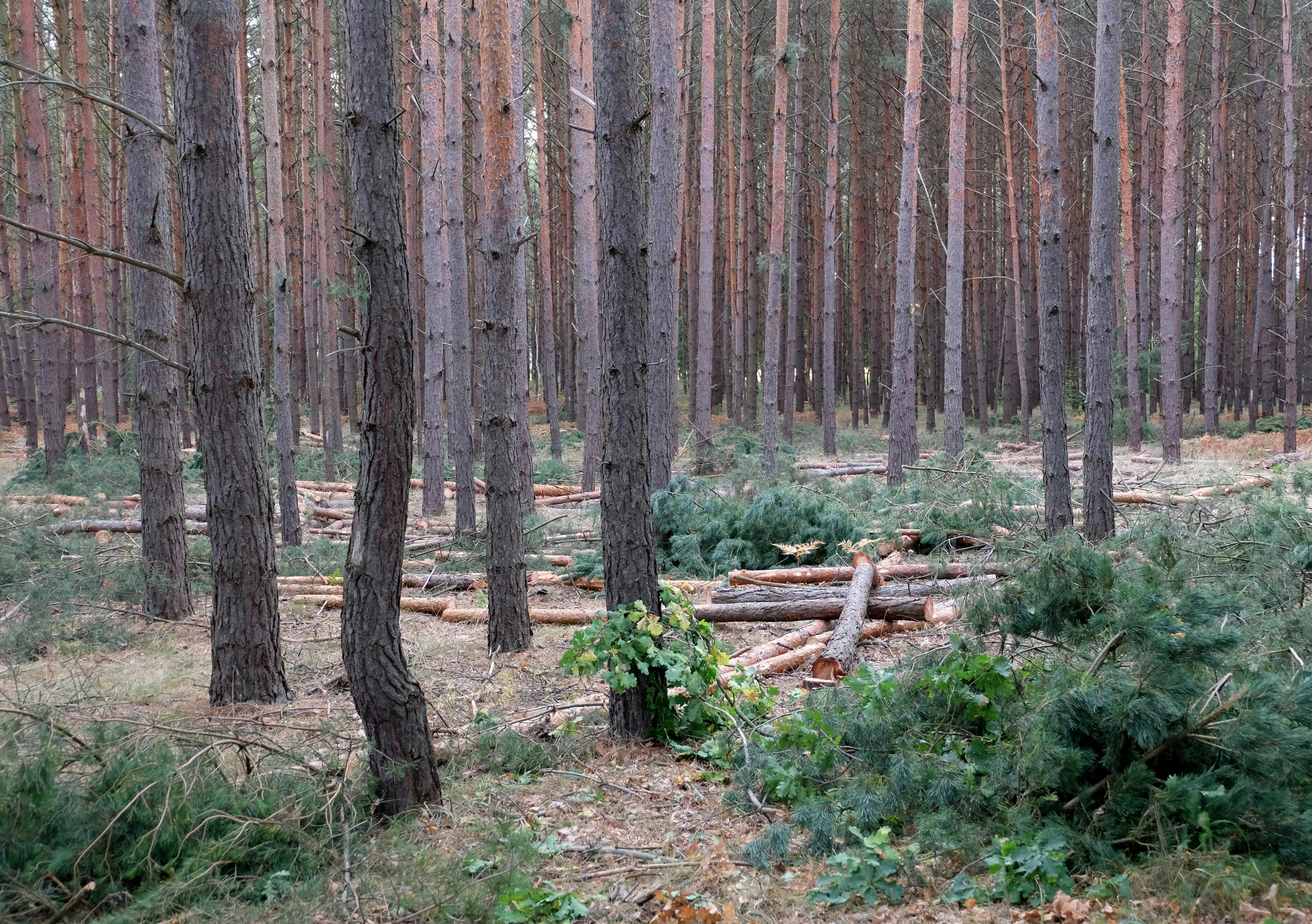 Logging Photos, Download The BEST Free Logging Stock Photos & HD Images