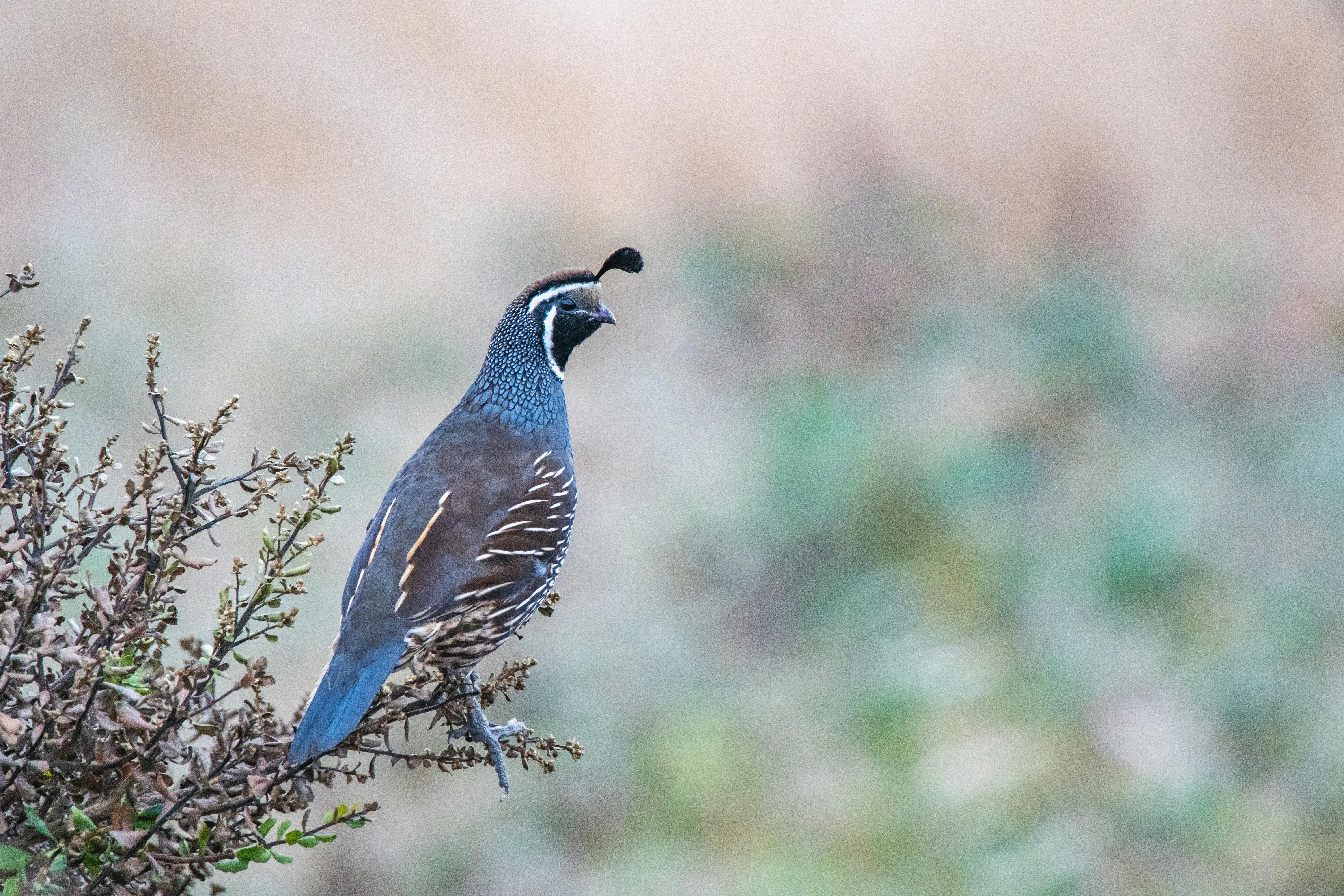 Crest Images Photos, Download The BEST Free Crest Images Stock Photos ...