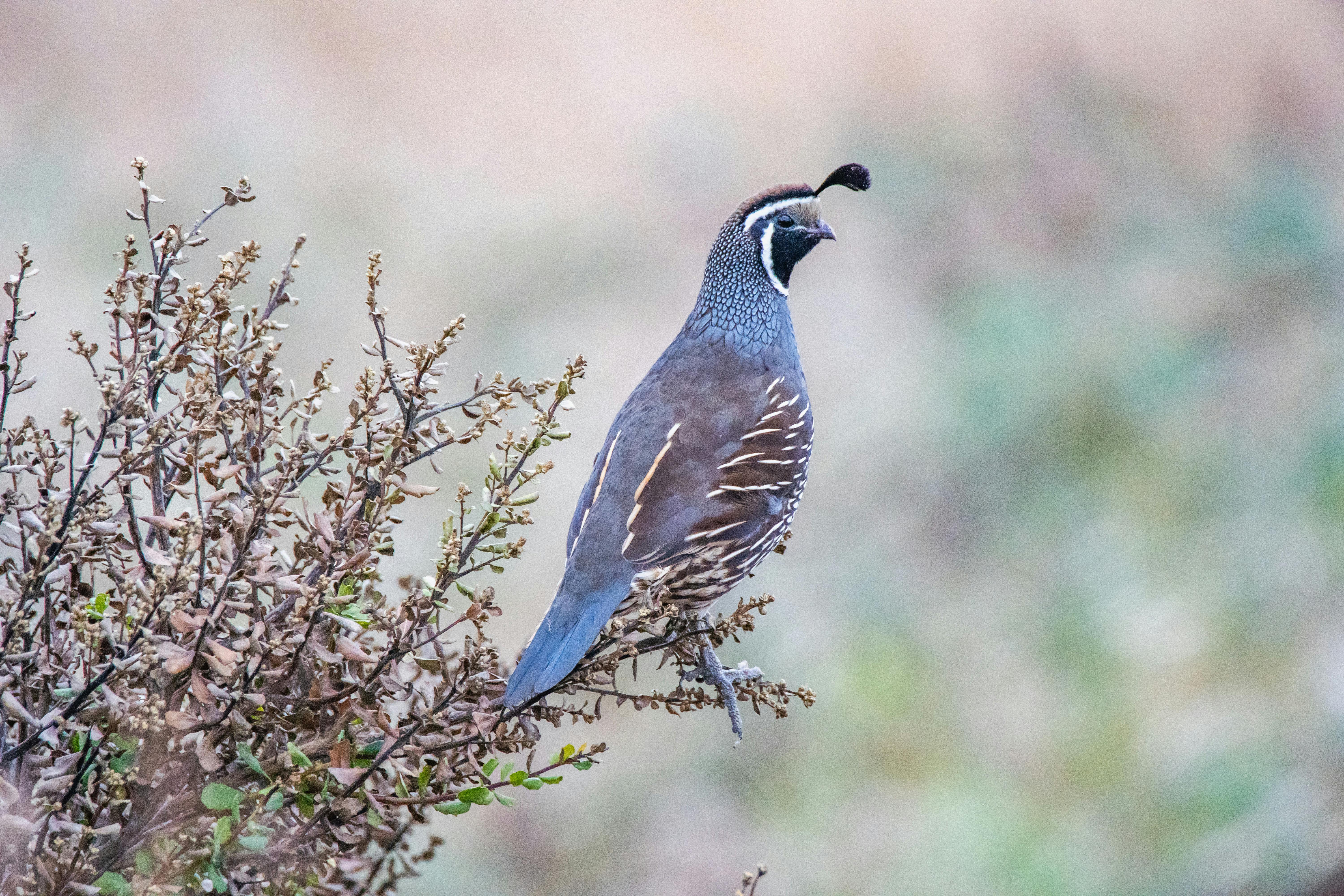 Crest Images Photos, Download The BEST Free Crest Images Stock Photos ...