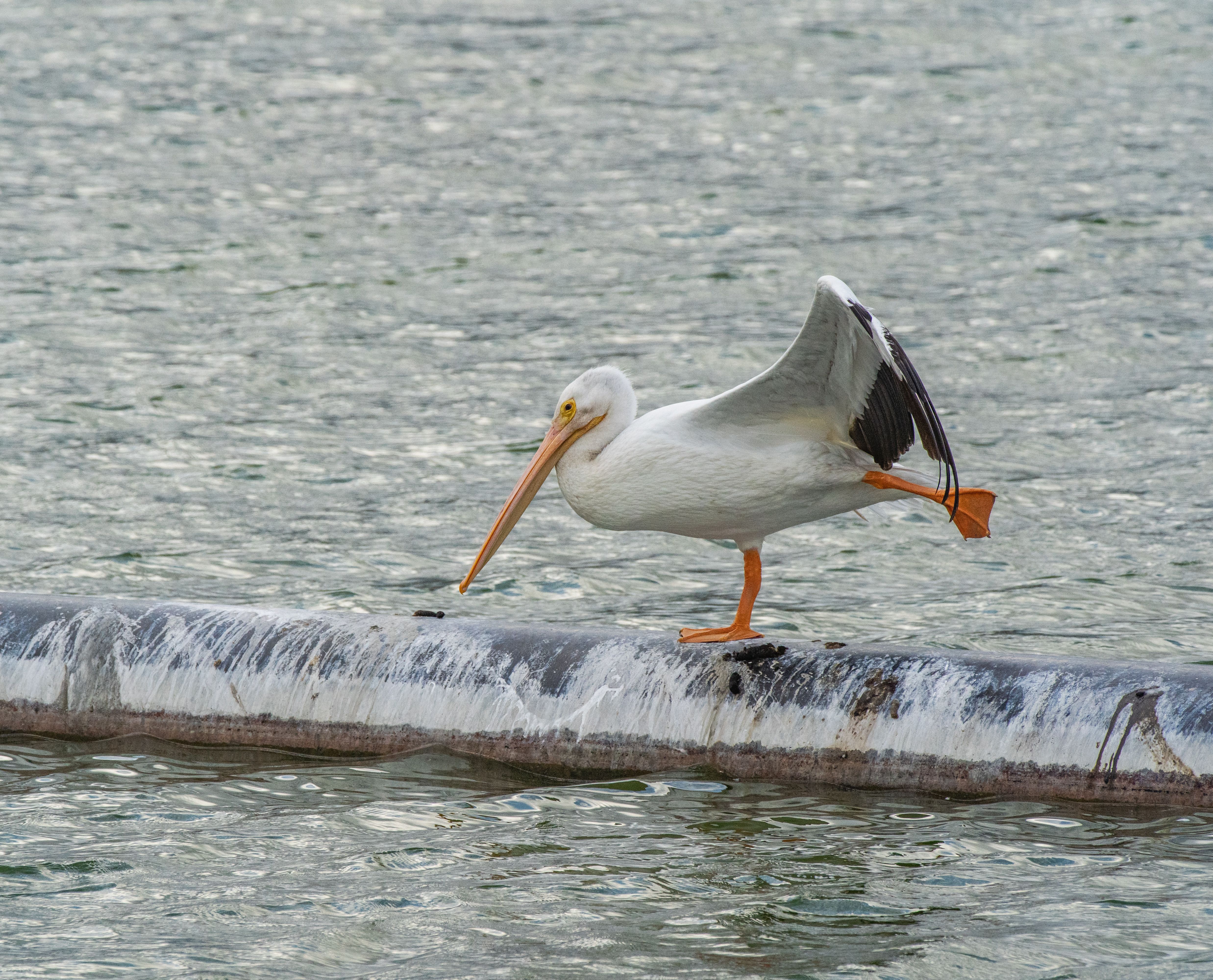 American White Pelican Balancing on Log · Free Stock Photo