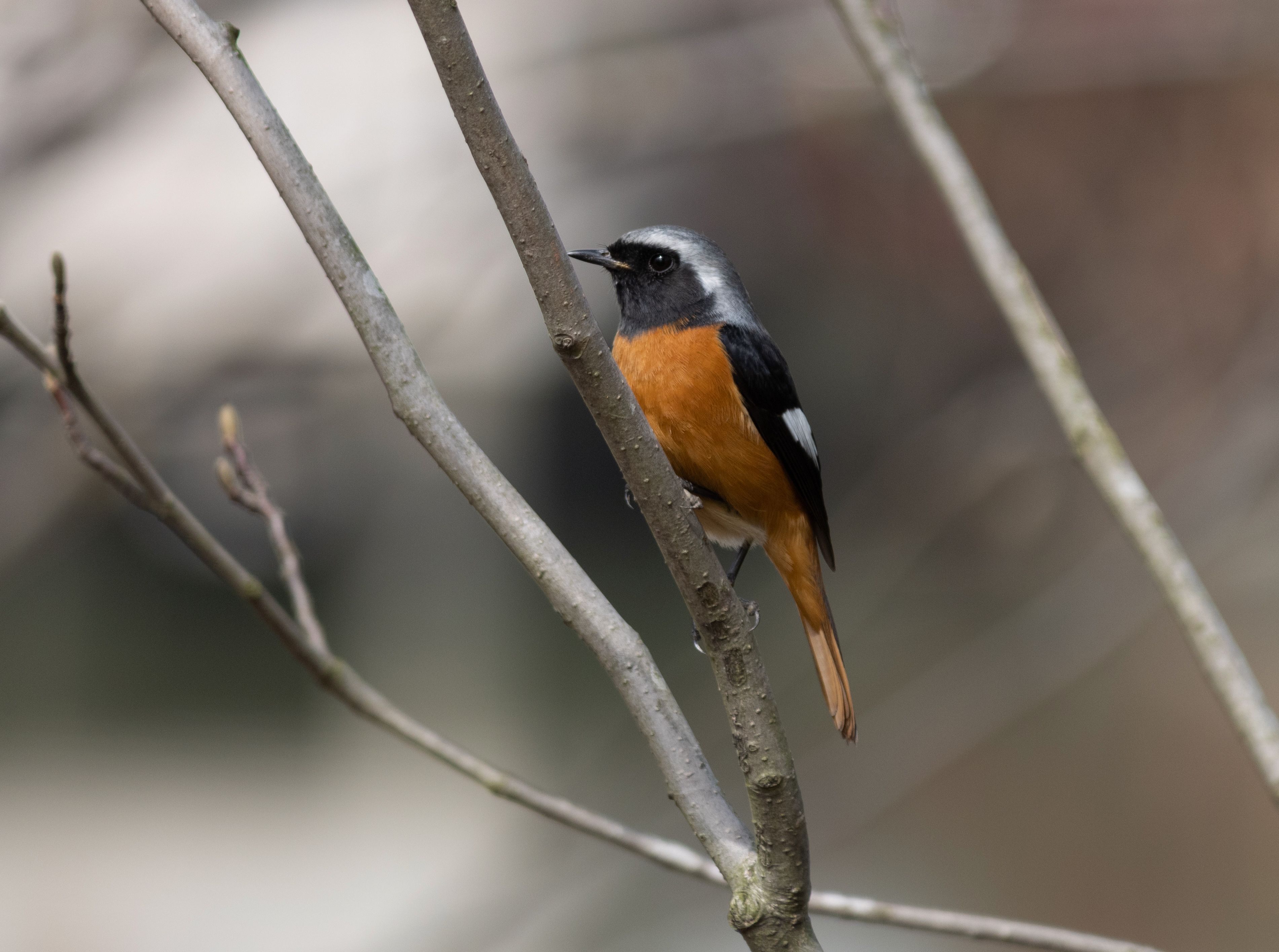 Wildlife Birdwatching Photos, Download The BEST Free Wildlife ...