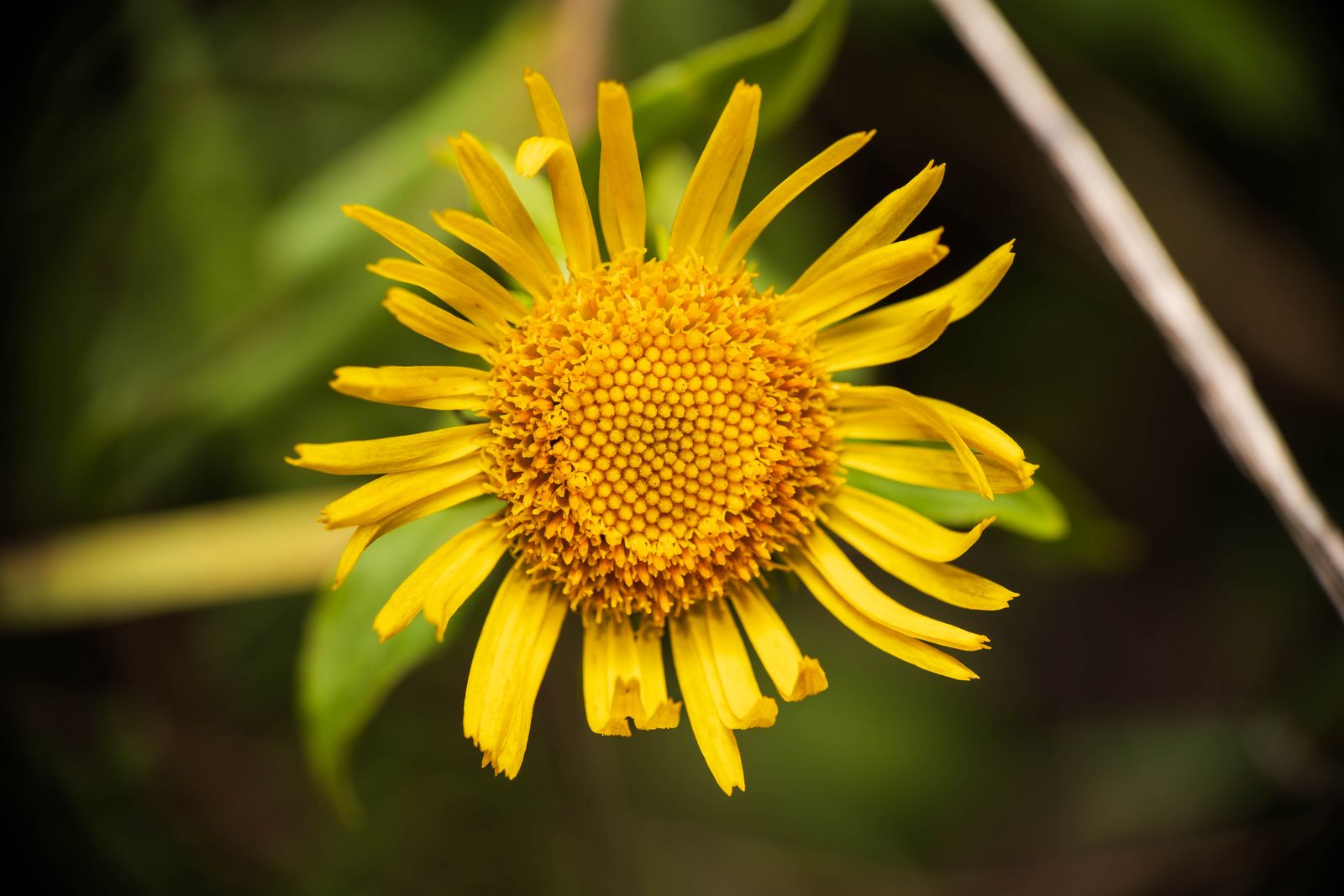 Mountain Arnica Plant Photos, Download The BEST Free Mountain Arnica ...