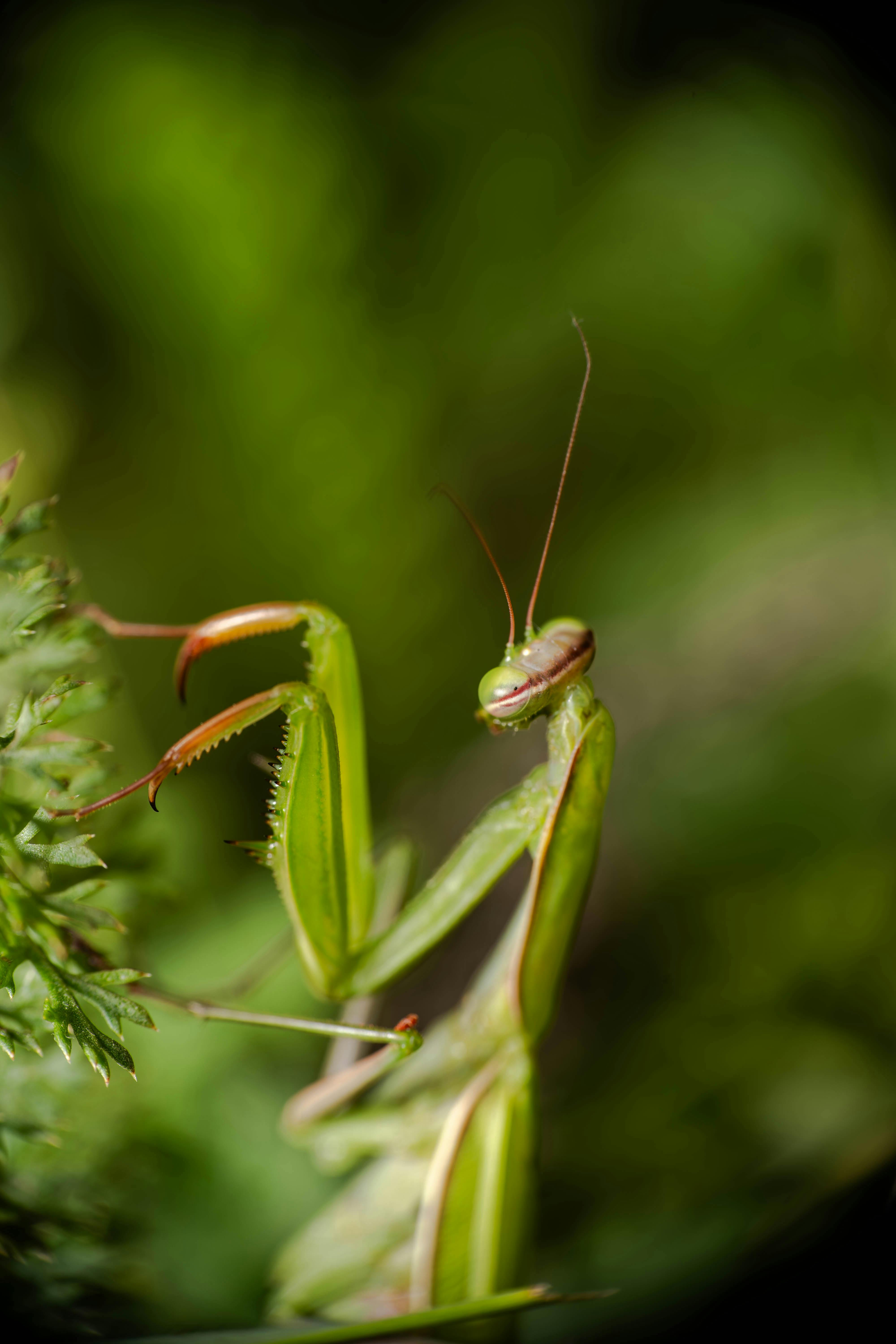 Photo gratuite de antiparasitaire, arthropode, balance de couleur ...