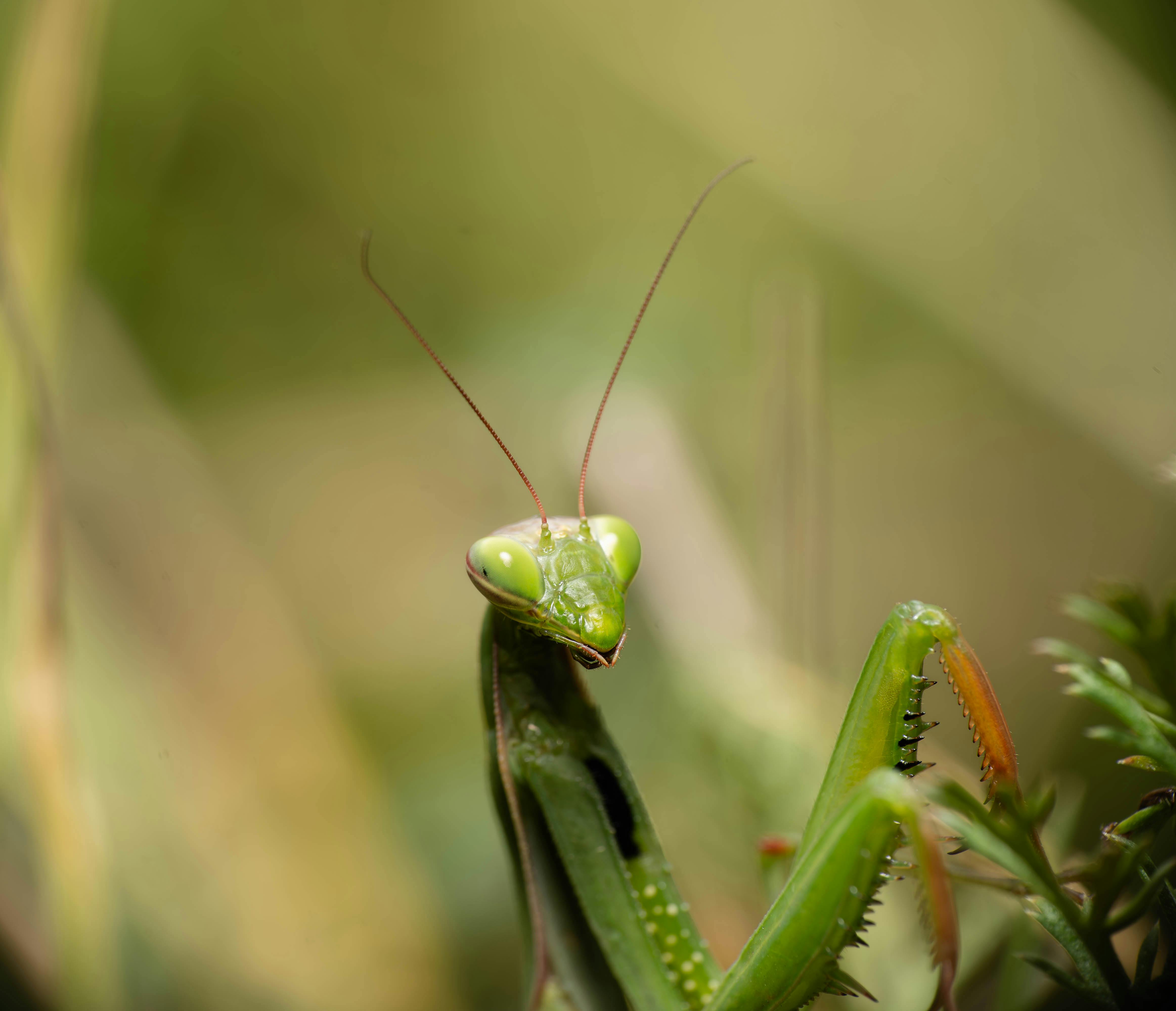 Close-up of Praying Mantis in Natural Habitat · Free Stock Photo