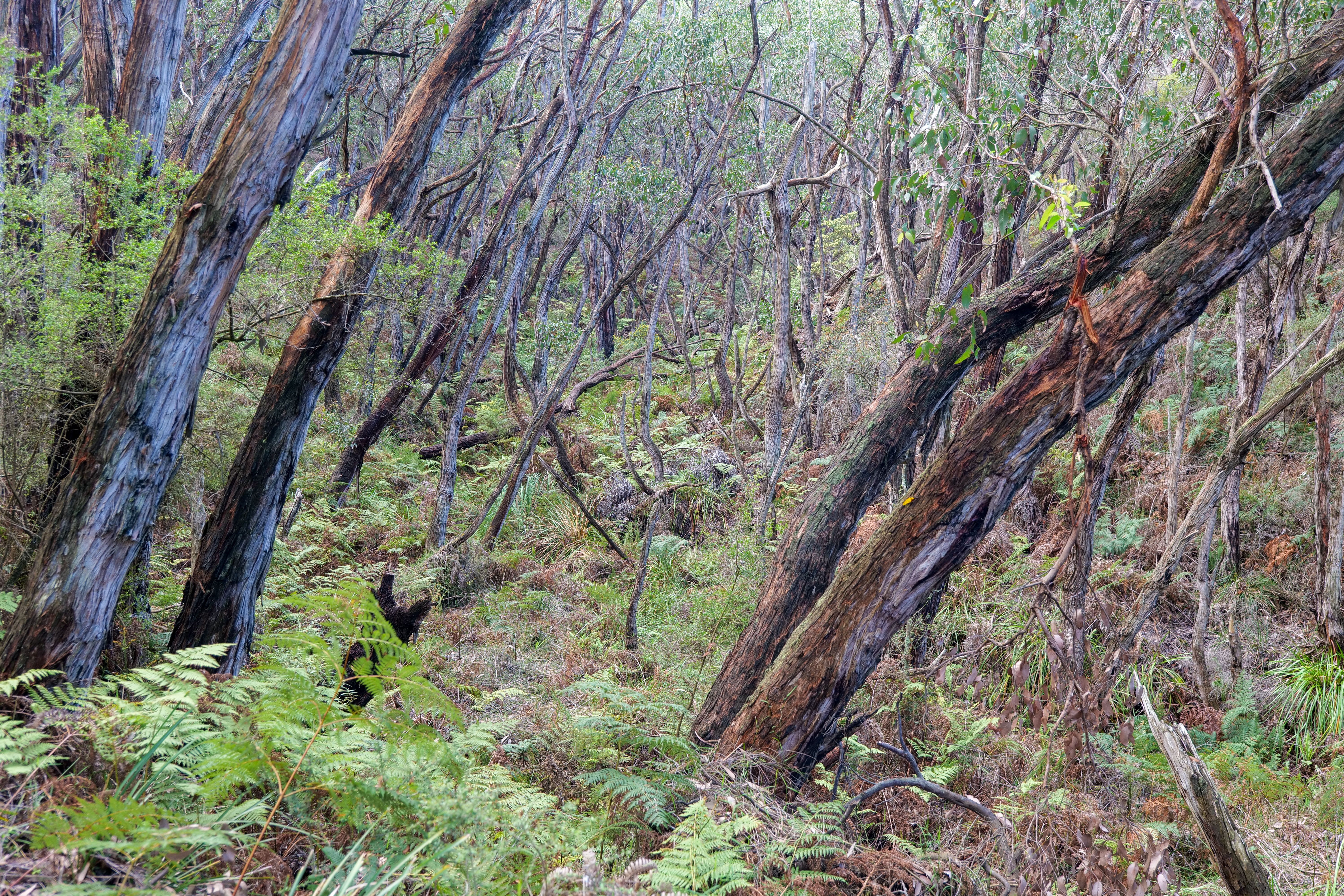 Eucalyptus Forest Photos, Download The BEST Free Eucalyptus Forest ...