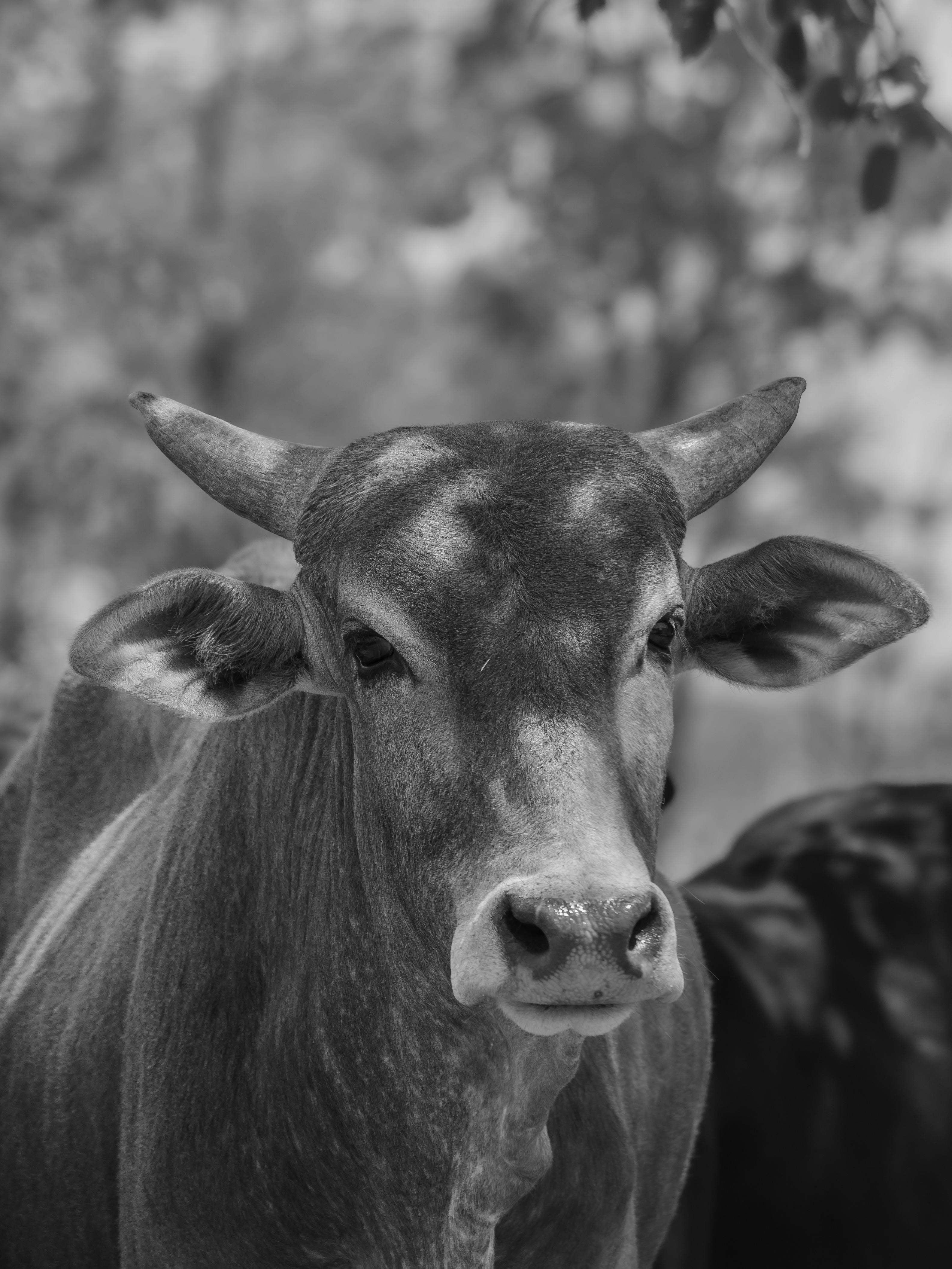 Cow Images Photos, Download The BEST Free Cow Images Stock Photos & HD ...