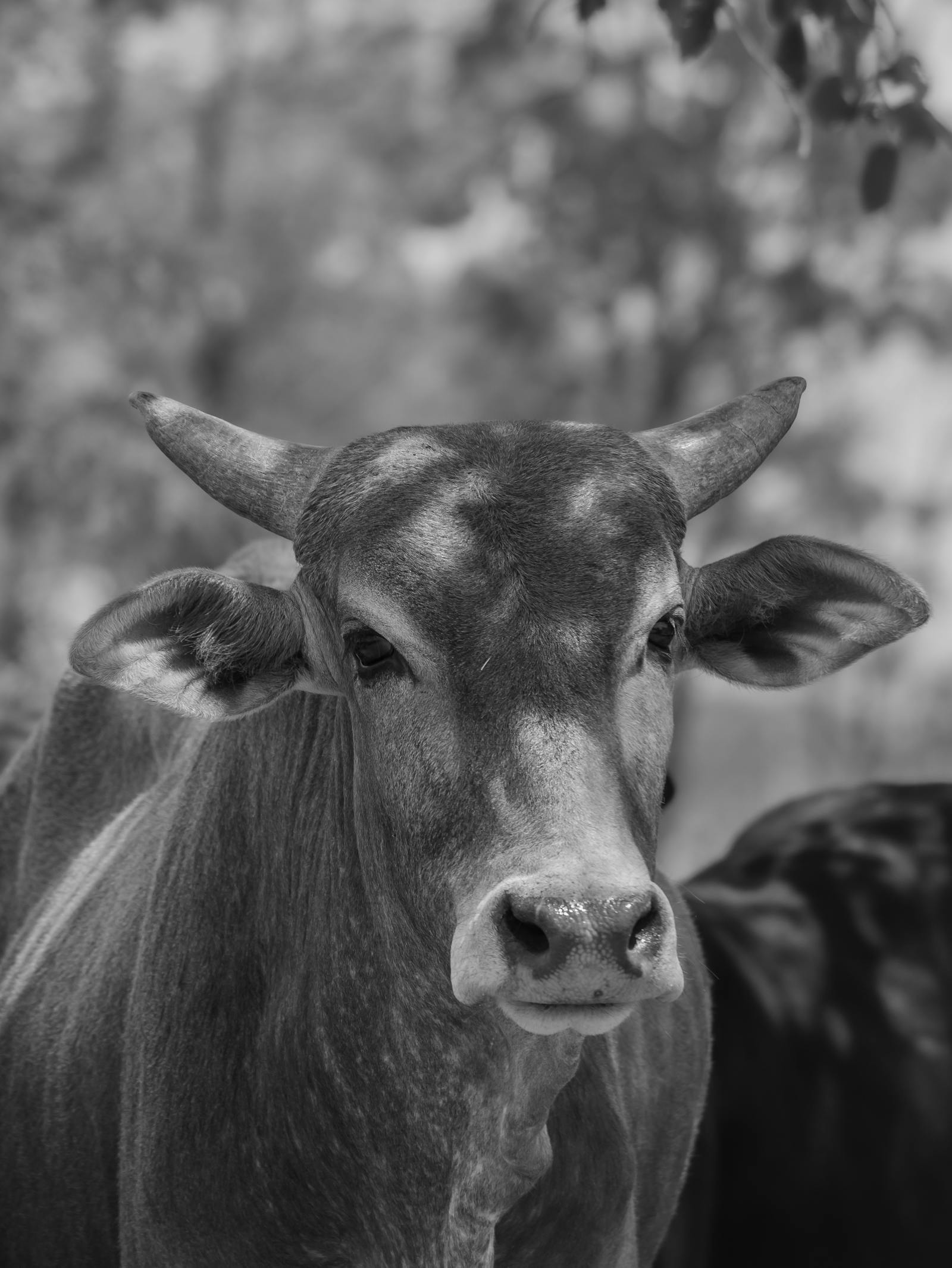 Cow Images Photos, Download The BEST Free Cow Images Stock Photos & HD ...