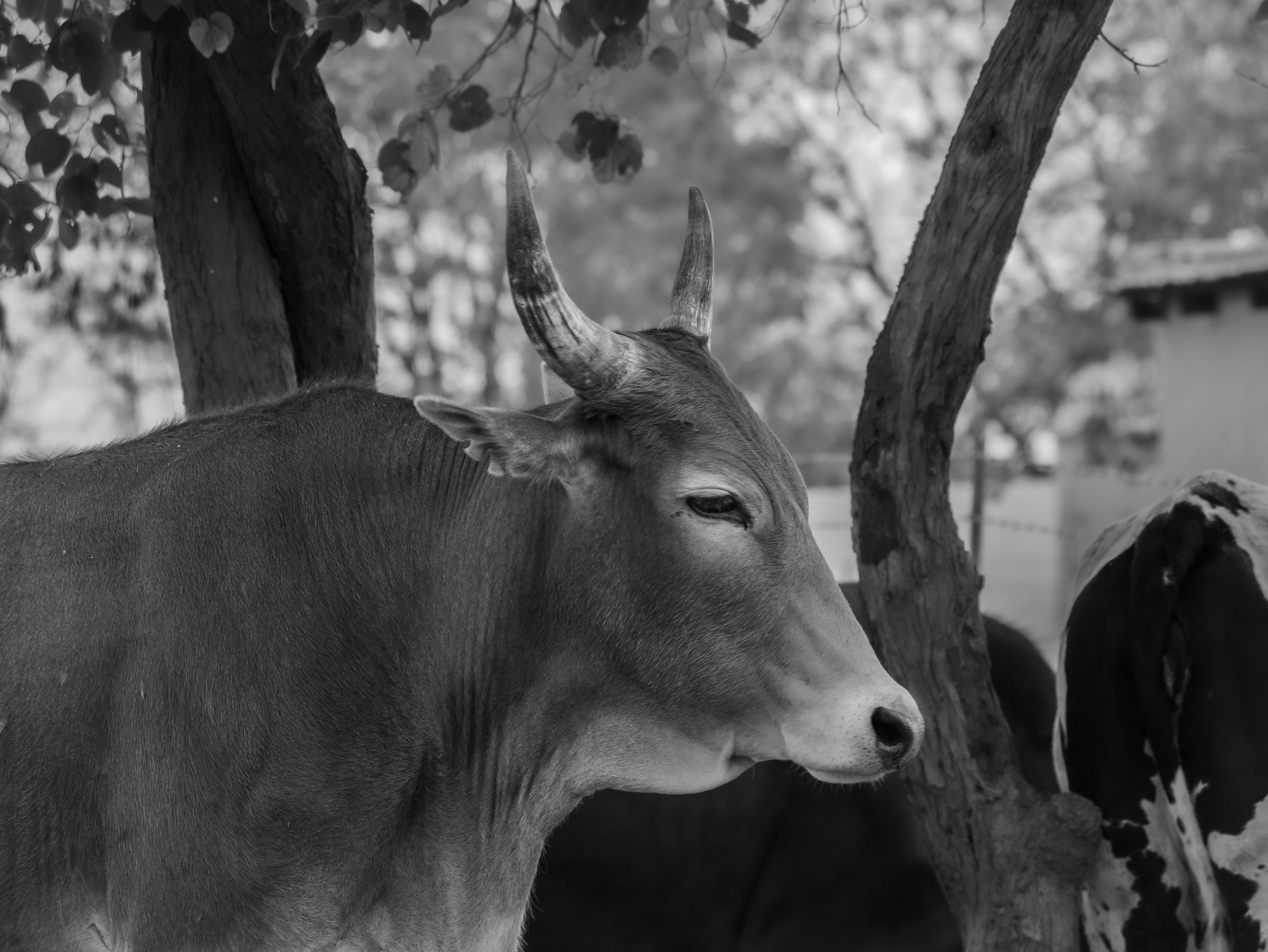 Cow Tree Photos, Download The BEST Free Cow Tree Stock Photos & HD Images