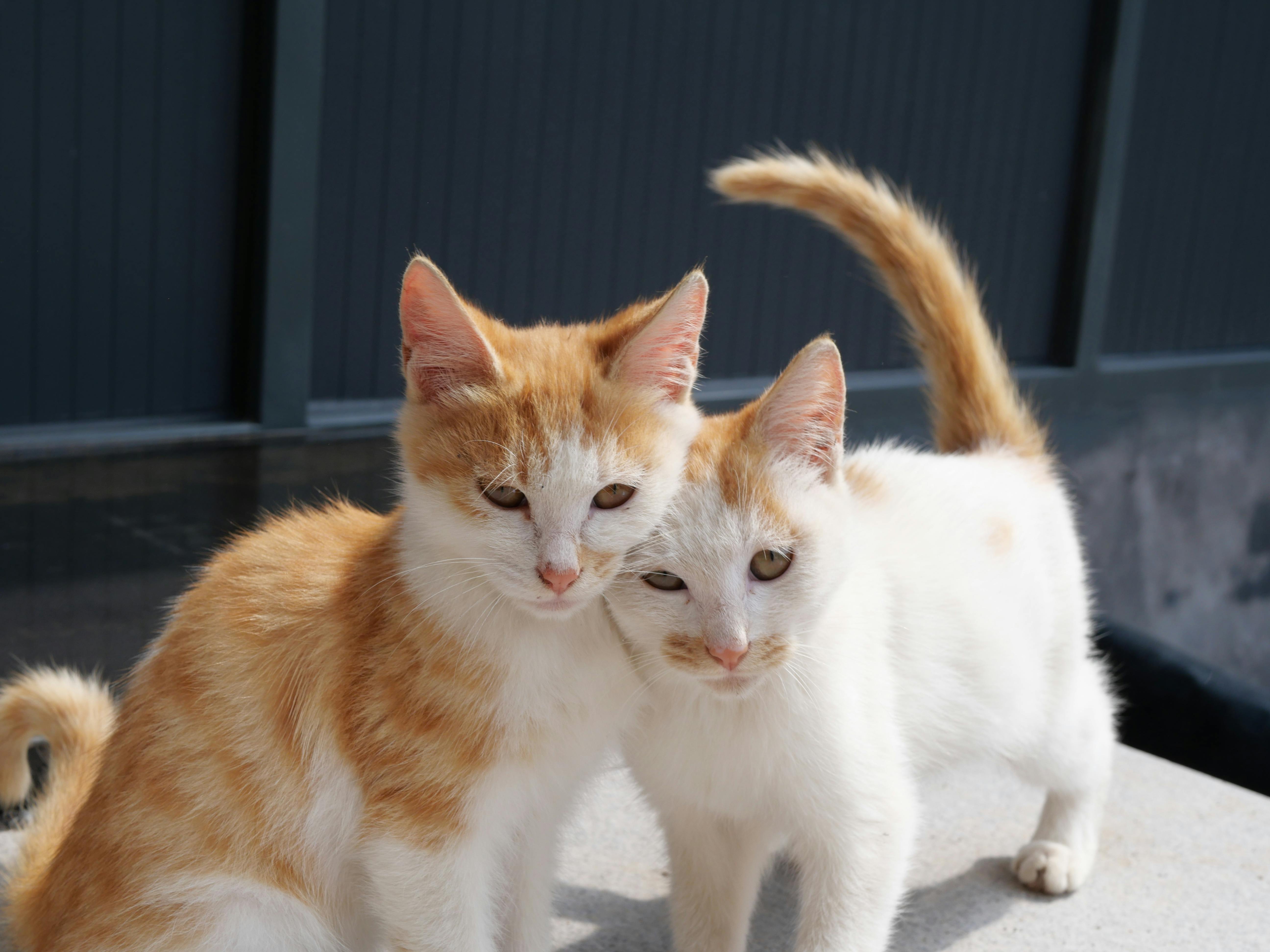 Cute Ginger and White Kittens Cuddling Outdoors · Free Stock Photo