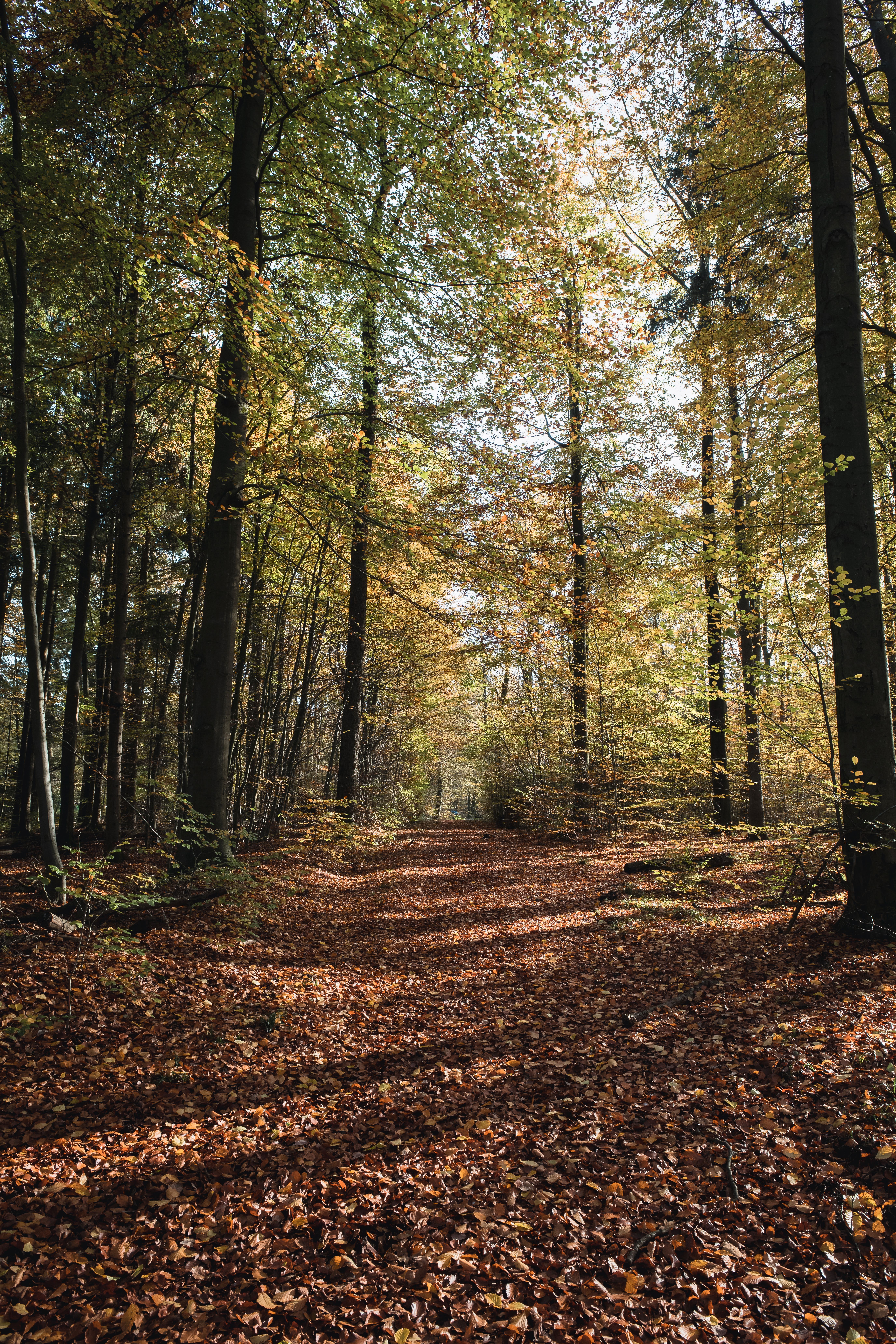 Autumn Forest Path in Schleswig-Holstein, Germany · Free Stock Photo