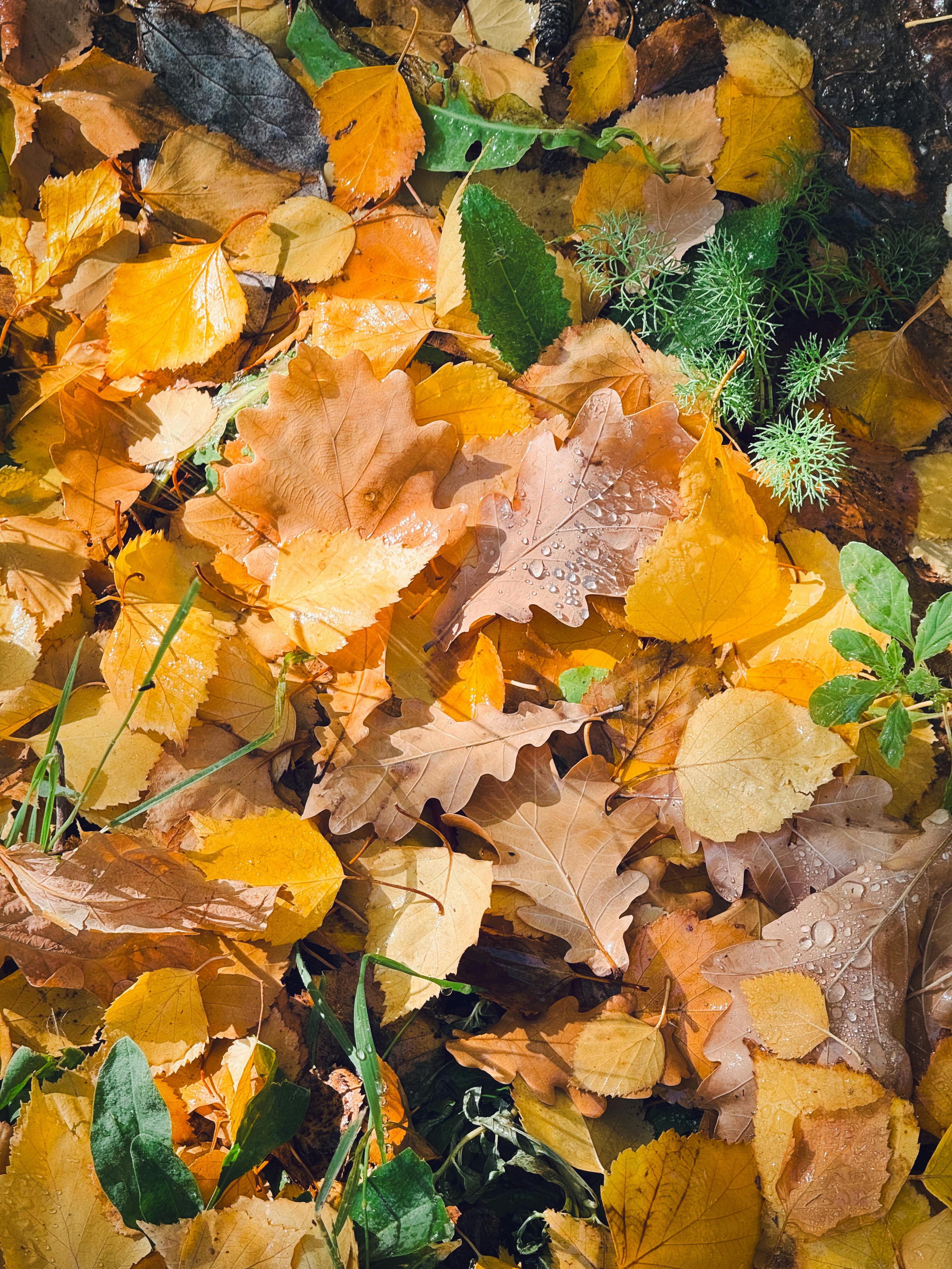 Fall Background Photos, Download The BEST Free Fall Background Stock ...