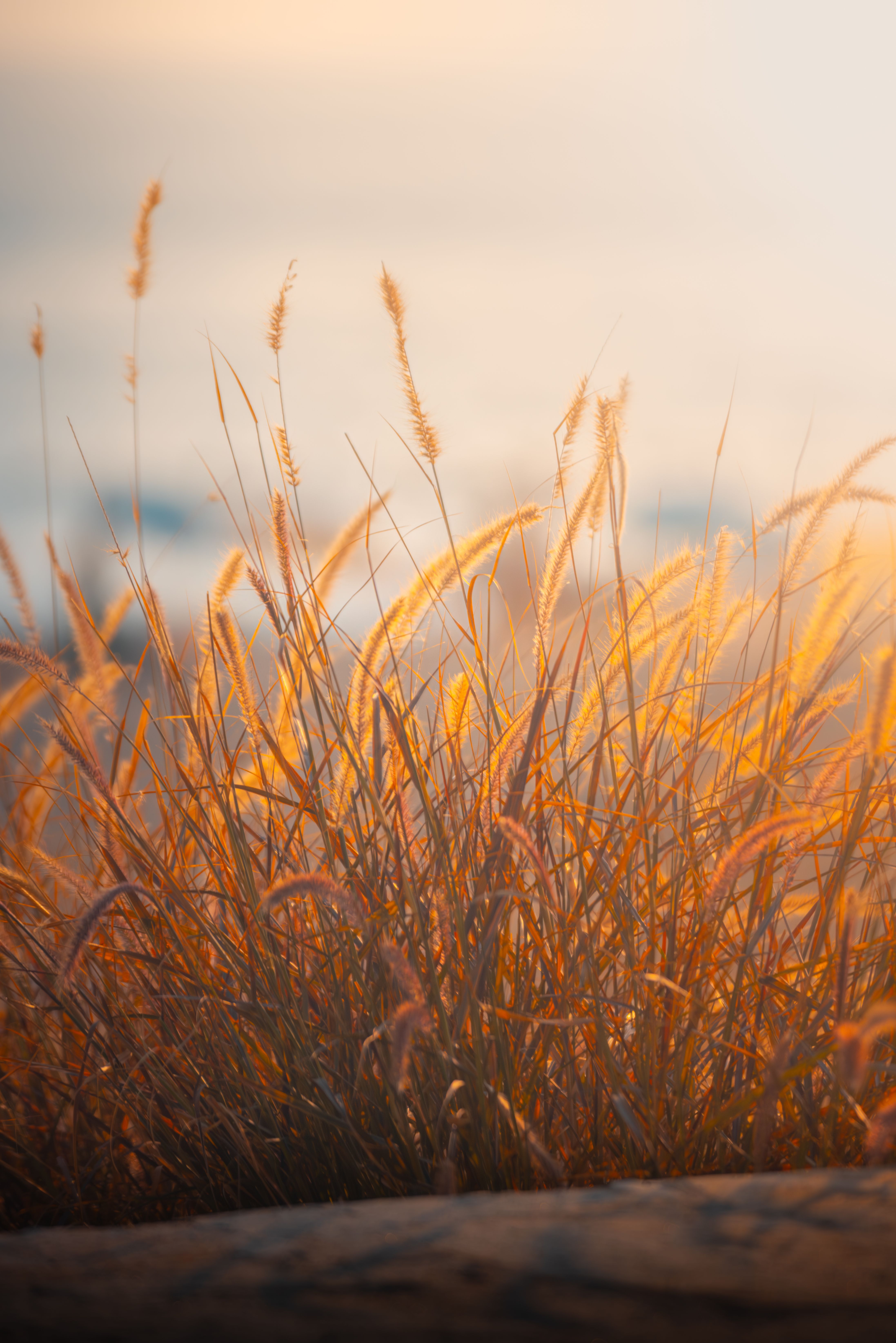 Golden Sunset Over Yarrow Grass in Alanya · Free Stock Photo