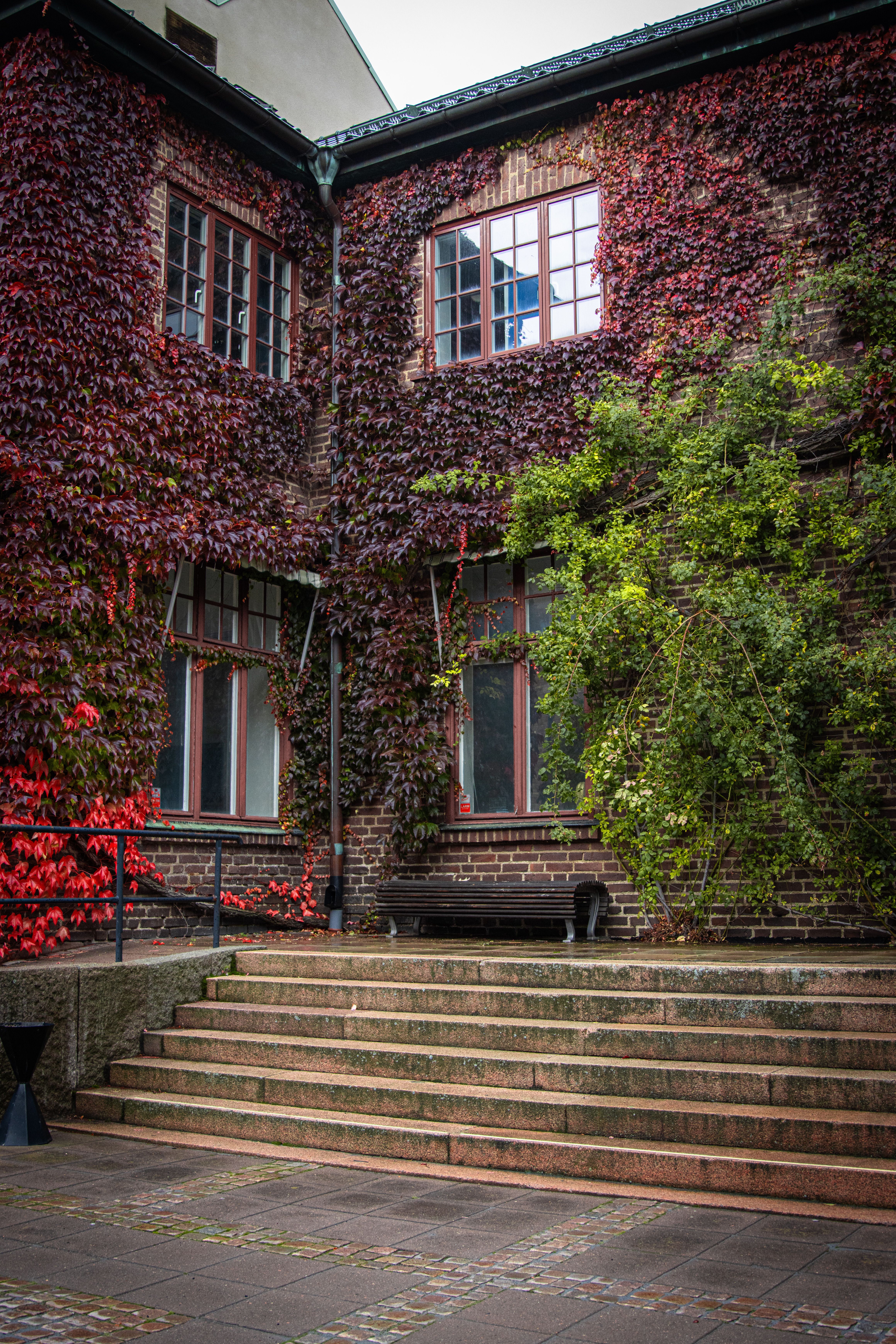 Autumn Colors on Ivy-Covered Building · Free Stock Photo