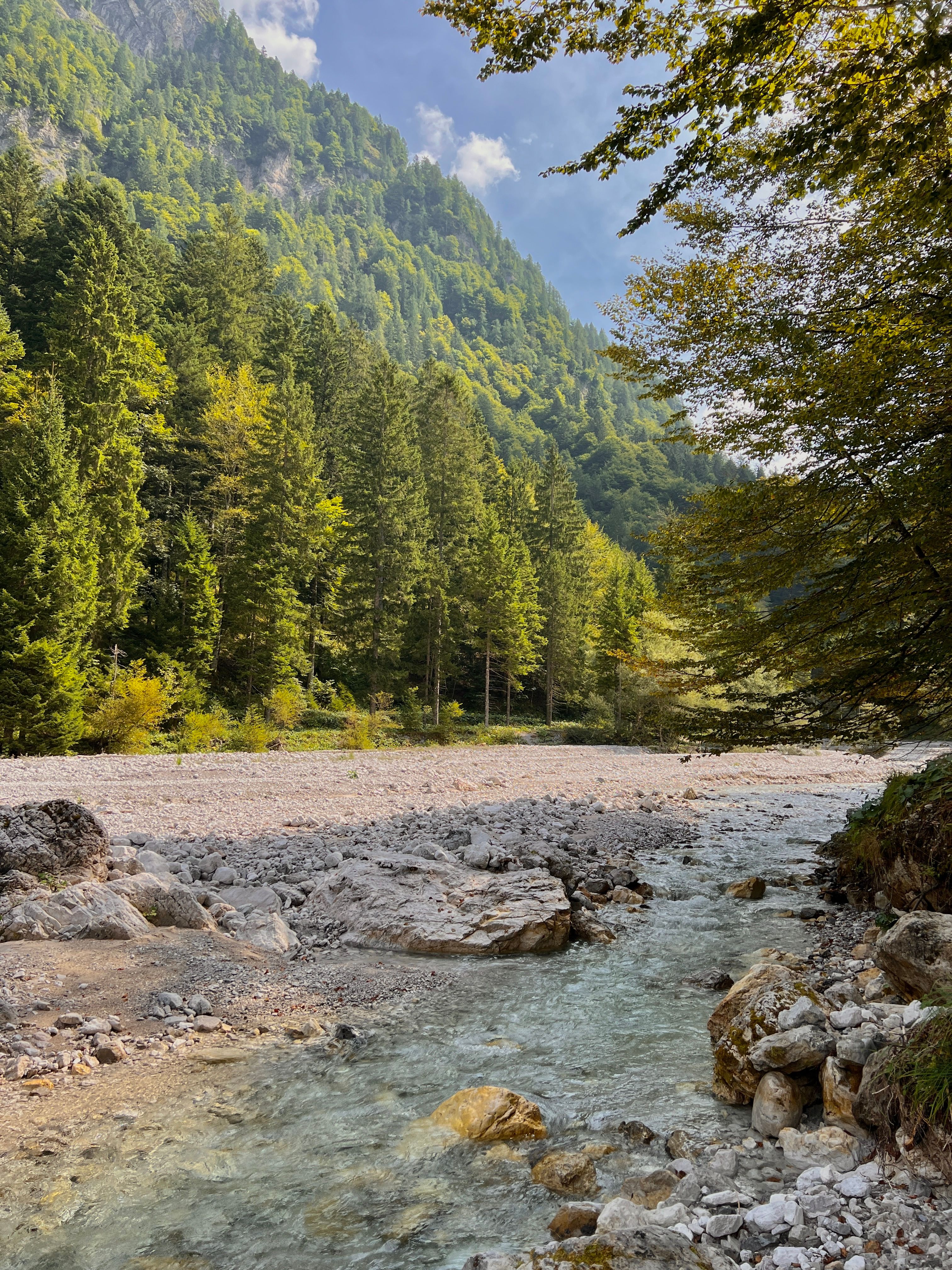 Scenic Mountain Stream in Lush Green Forest · Free Stock Photo