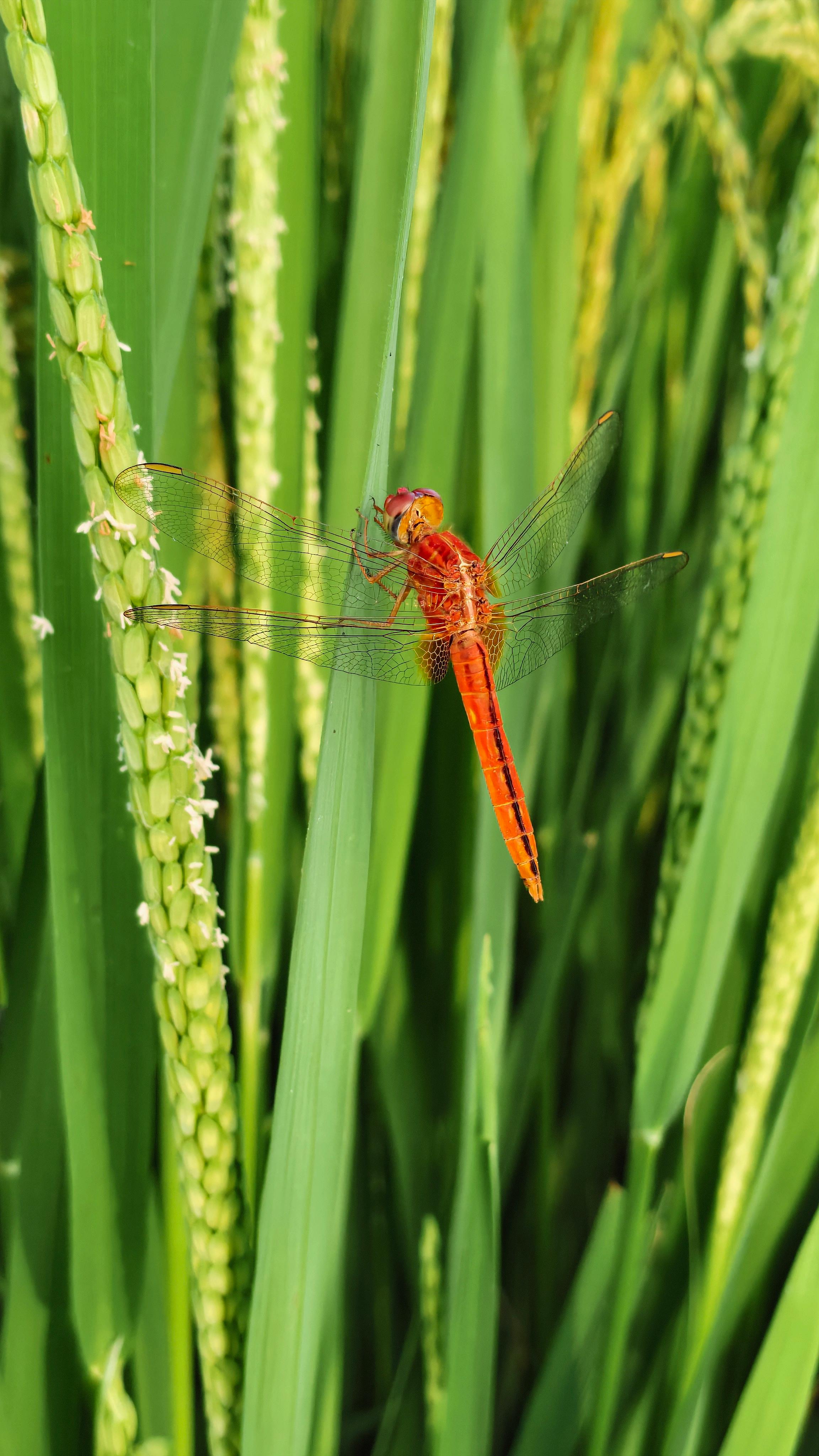 Dhan, Rice Photos, Download The BEST Free Dhan, Rice Stock Photos & HD ...