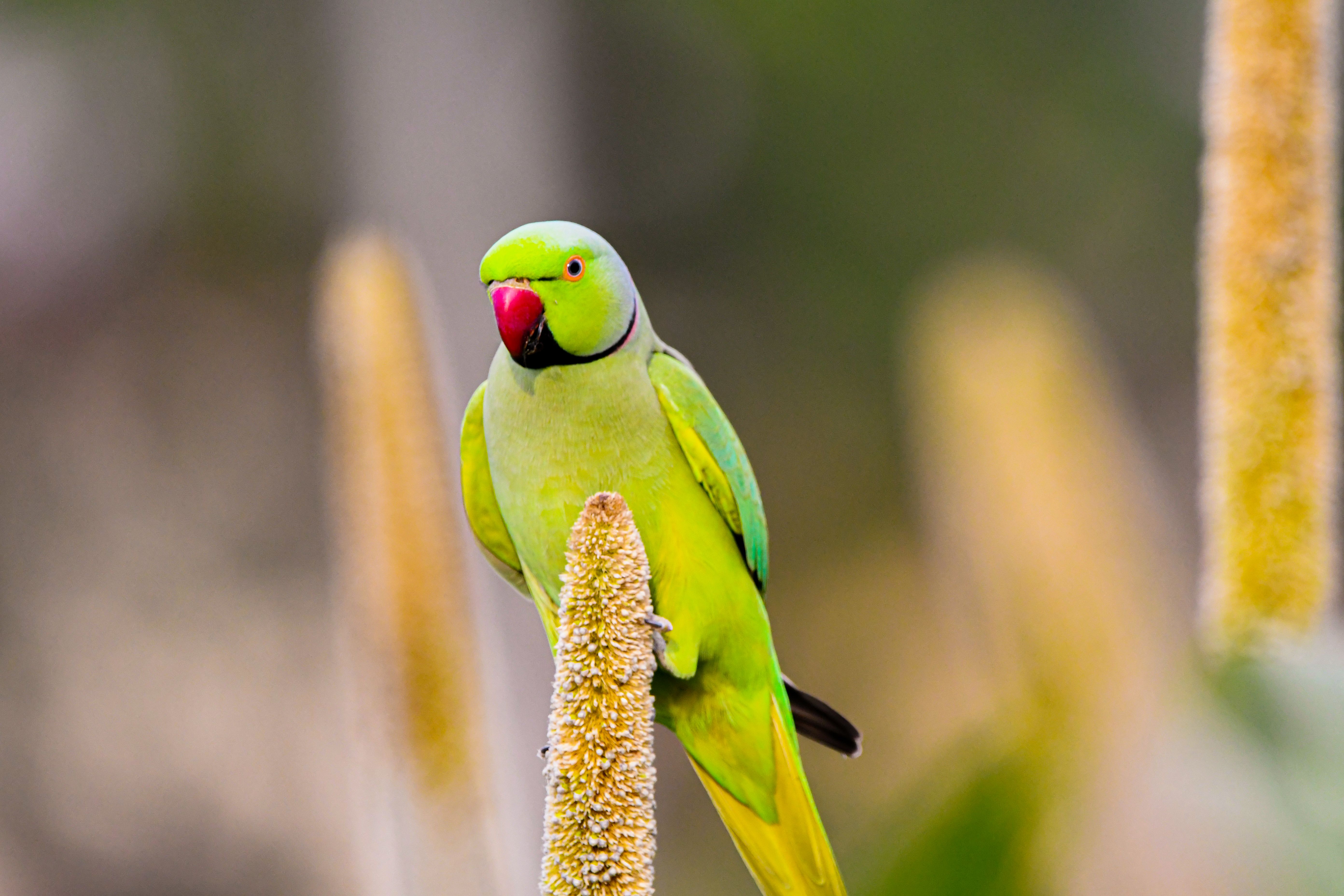 Indian Ringneck Parrot Photos, Download The BEST Free Indian Ringneck ...