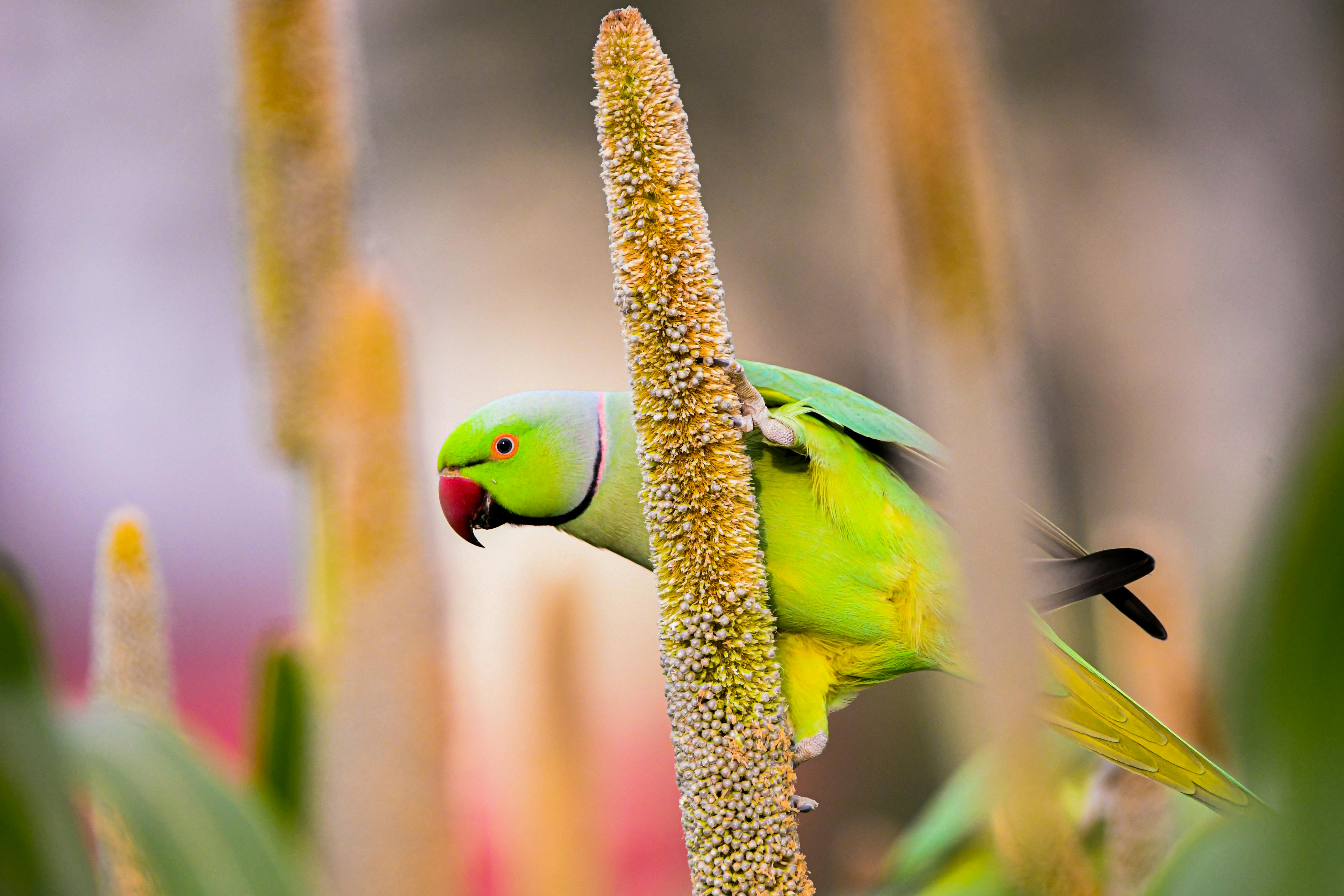 Vibrant Green Parakeet on Millet Stalks · Free Stock Photo