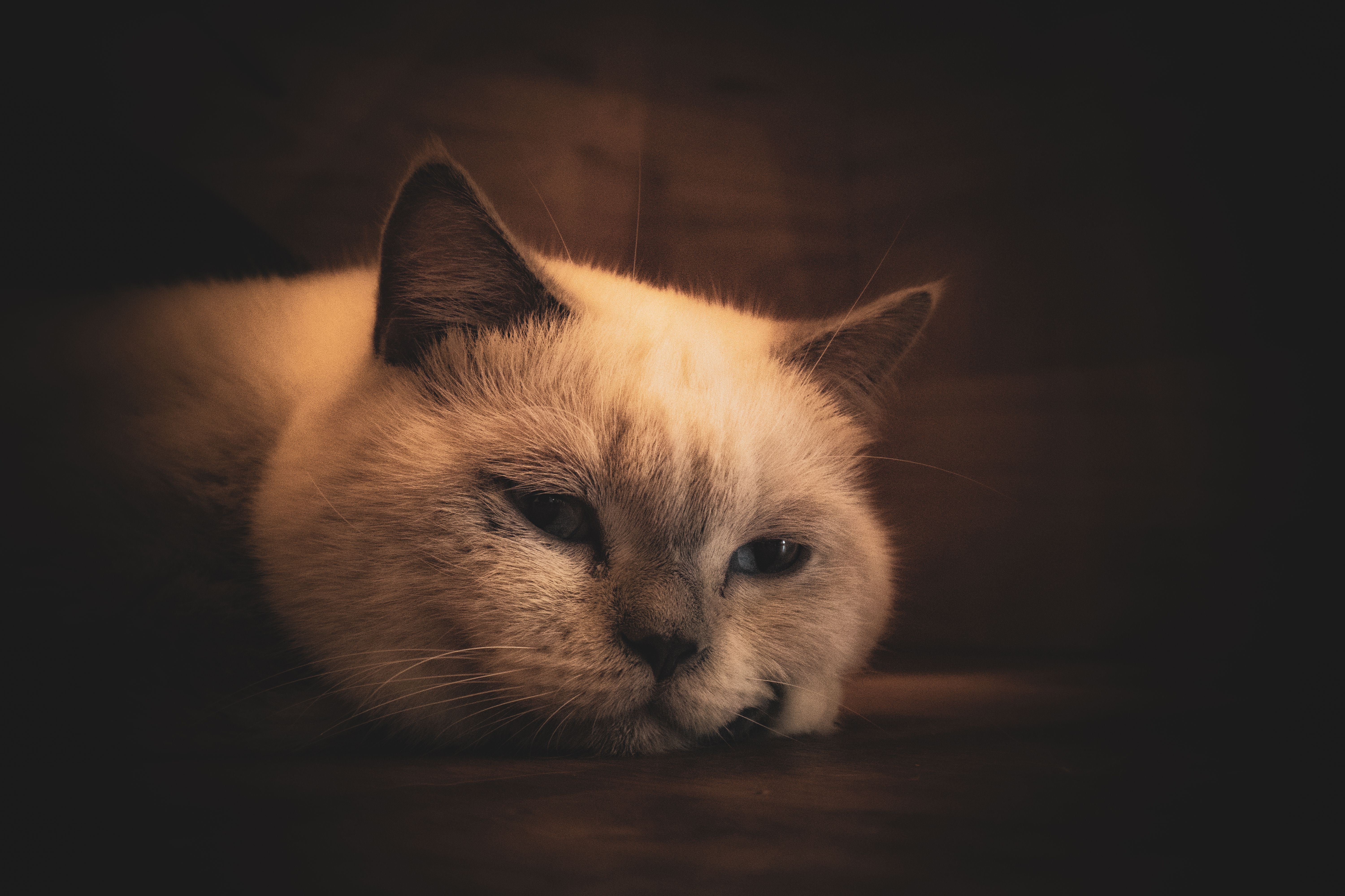 Cat Jpg Photos, Download The BEST Free Cat Jpg Stock Photos & HD Images