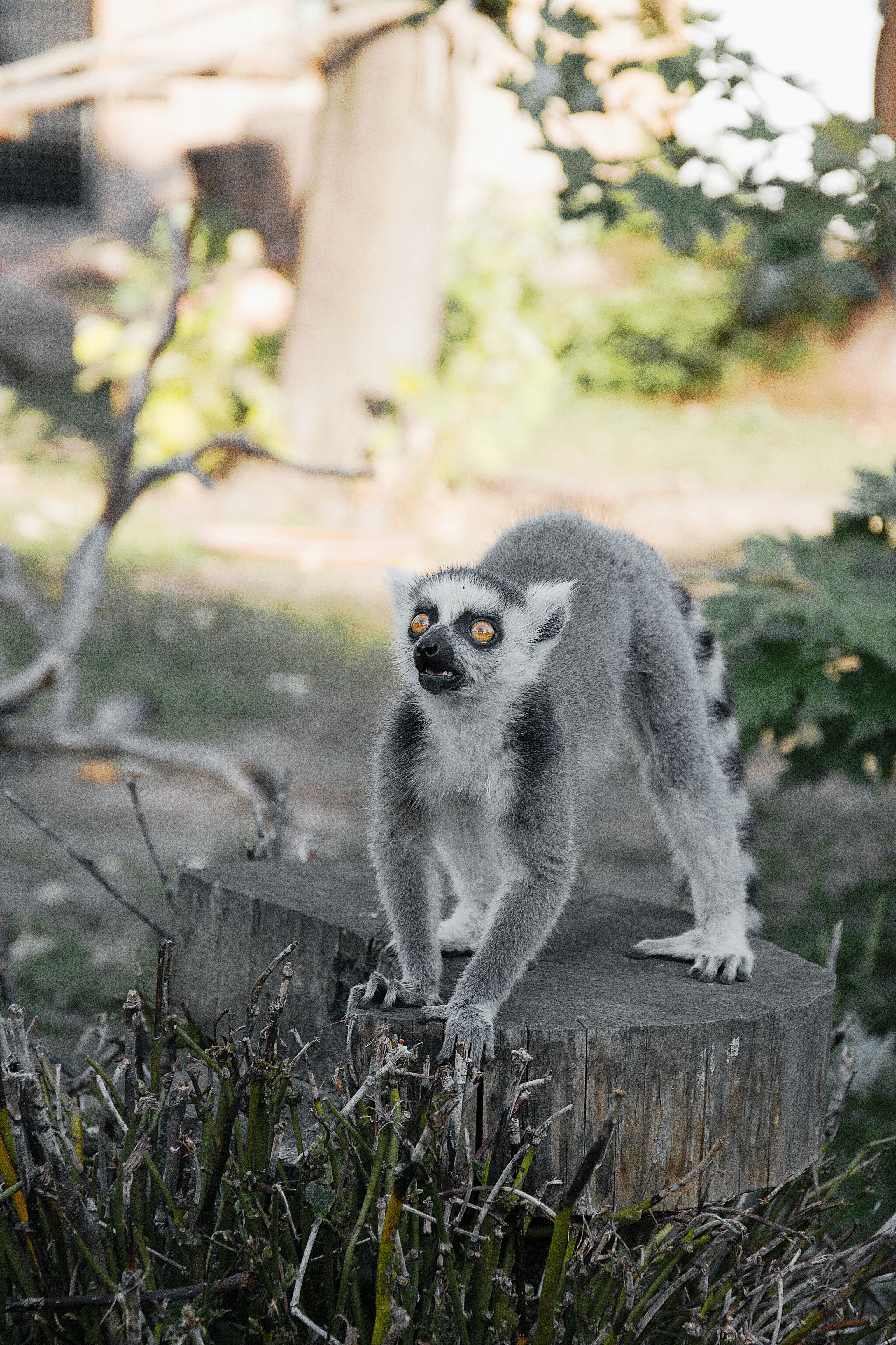 Captivating Lemur in Hungarian Zoo Habitat · Free Stock Photo