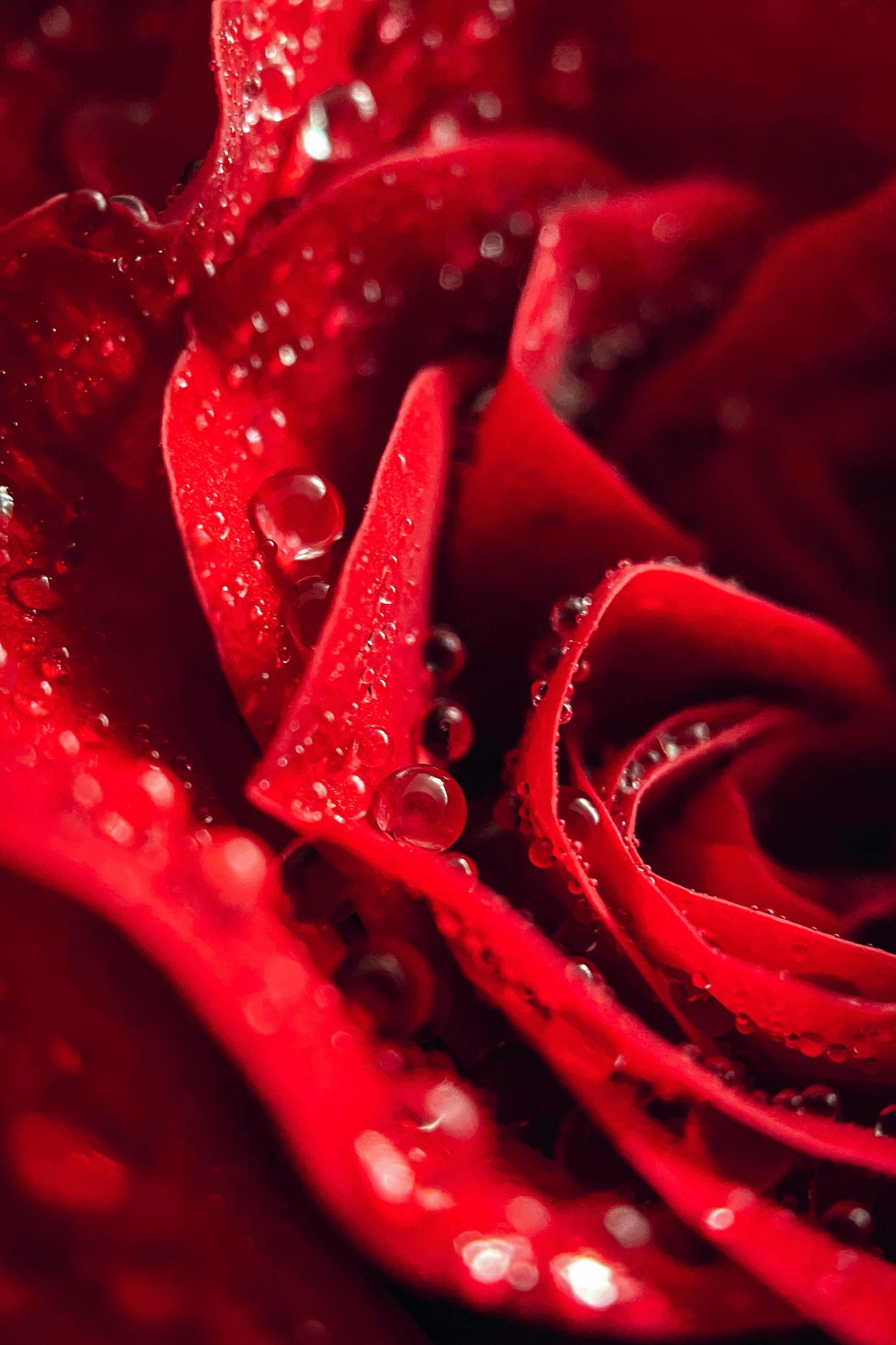 Rose Flower Jpg Photos, Download The BEST Free Rose Flower Jpg Stock ...