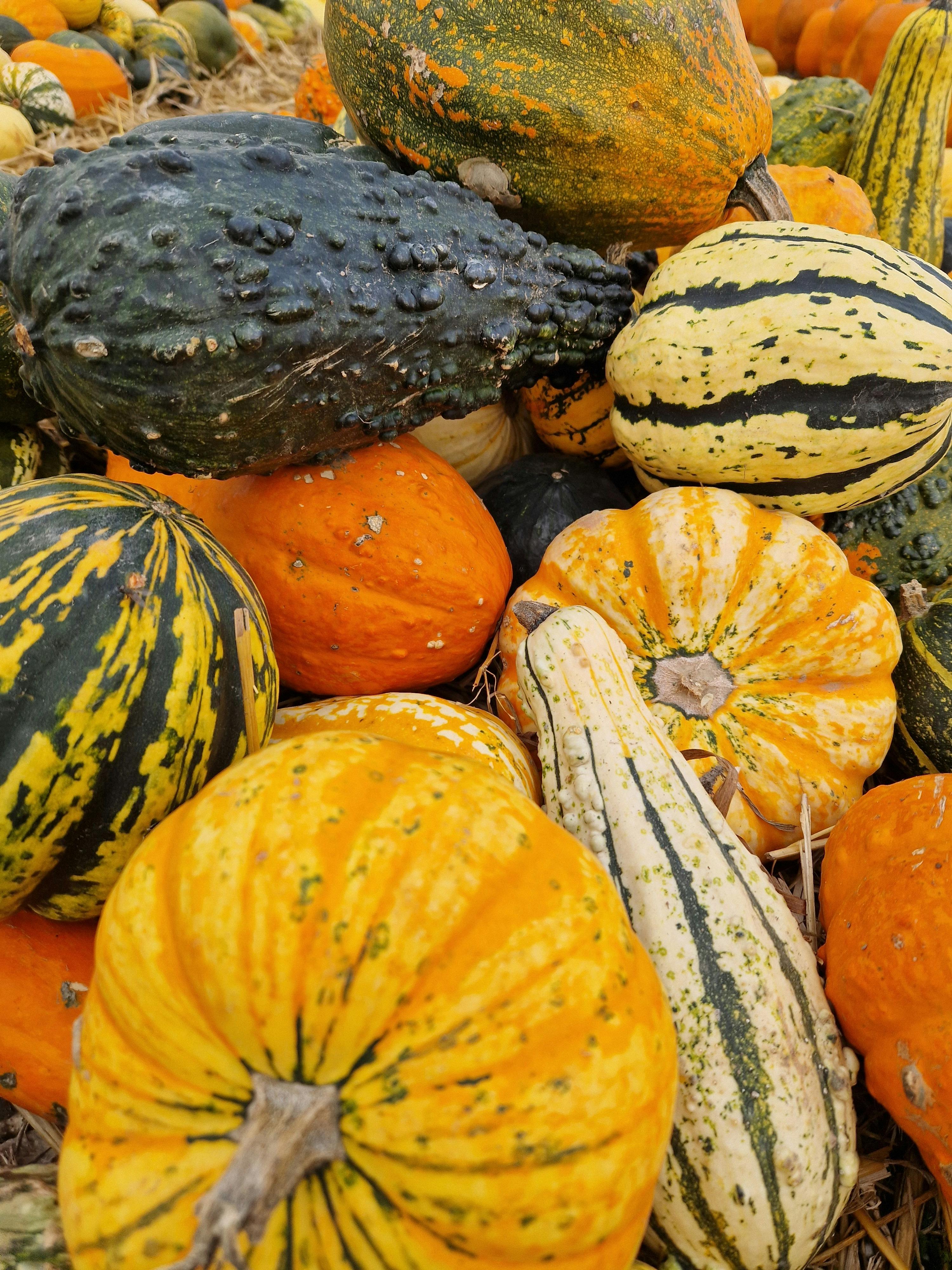 Colorful Assortment of Various Squashes · Free Stock Photo